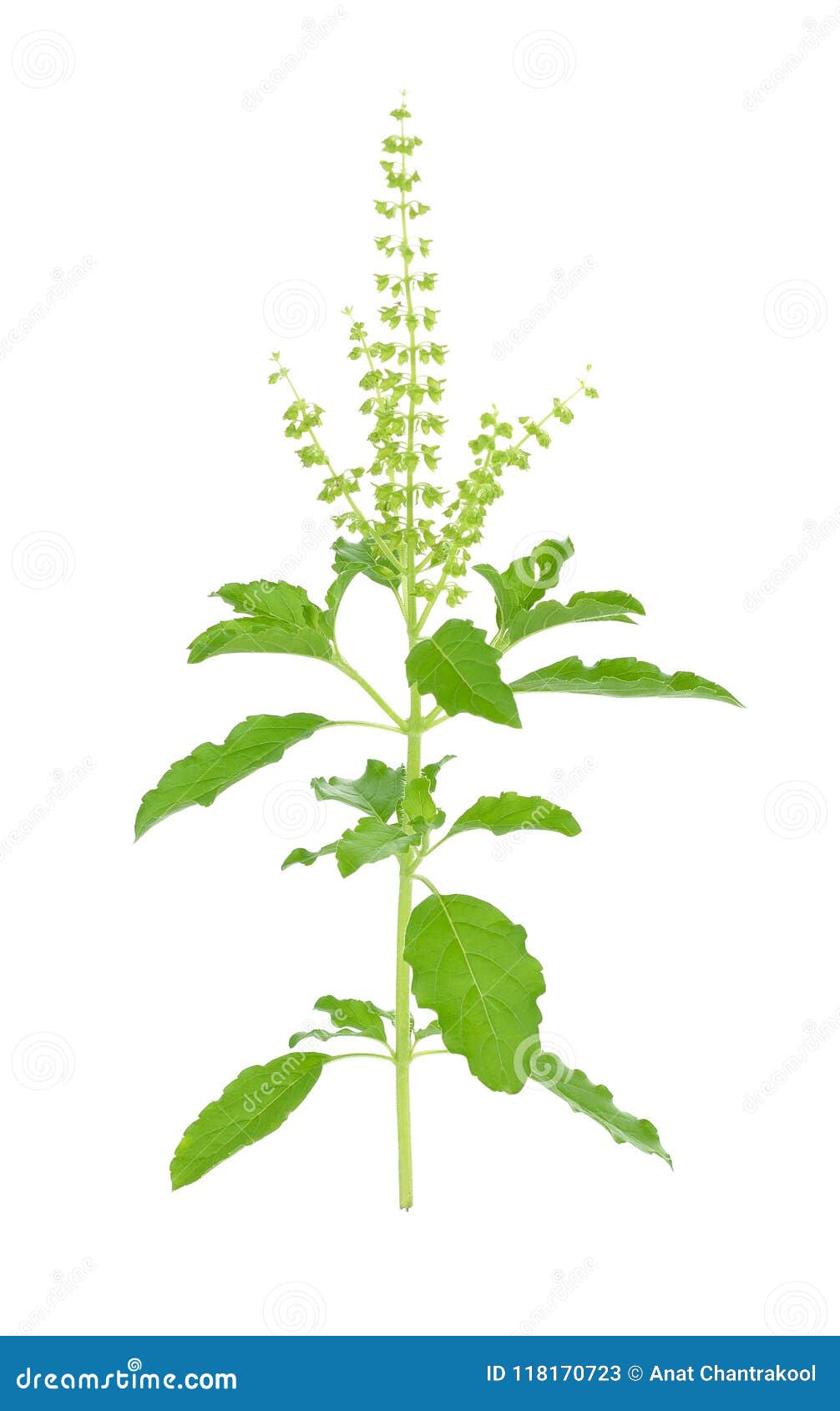The Basil Flower on White Background Stock Image - Image of alternative ...