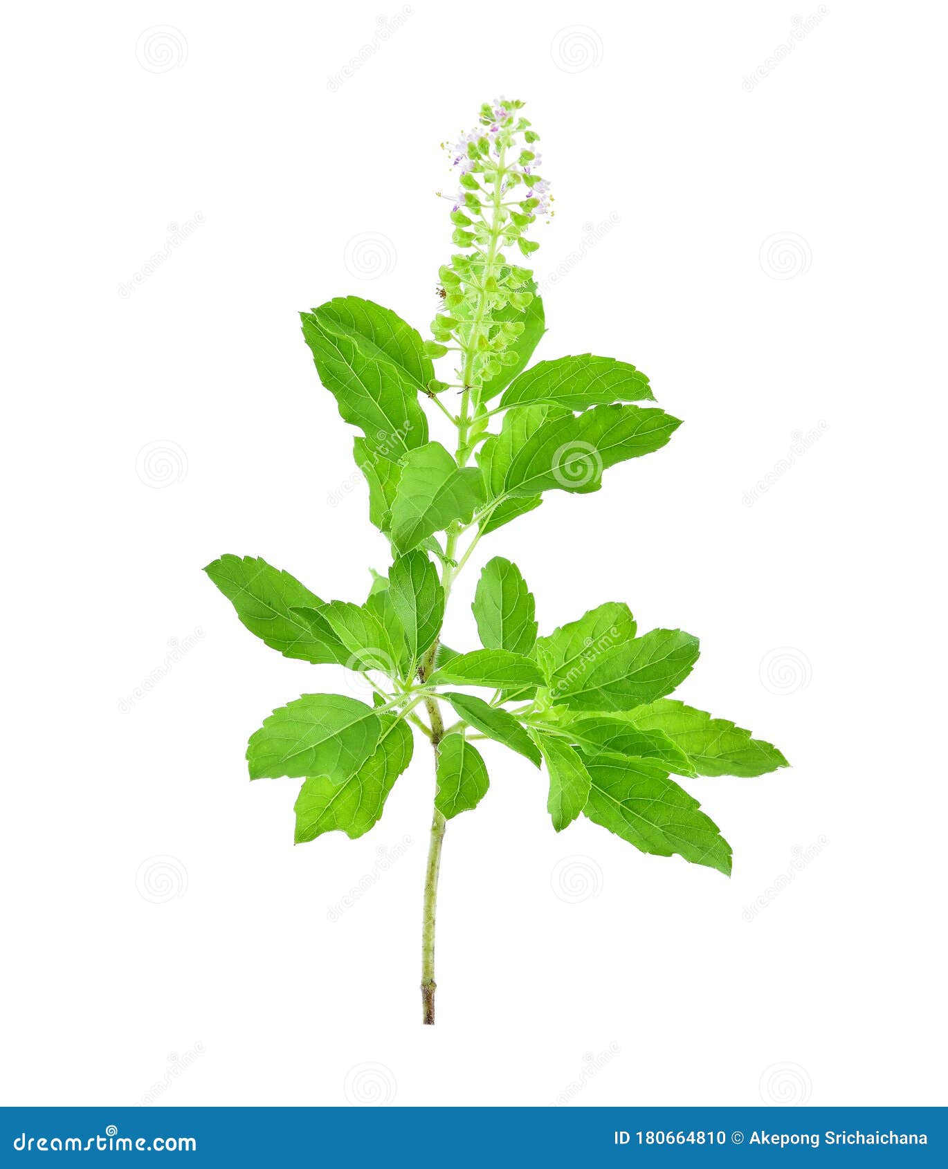 Basil Flower on a White Background Stock Photo - Image of herb, stalk ...