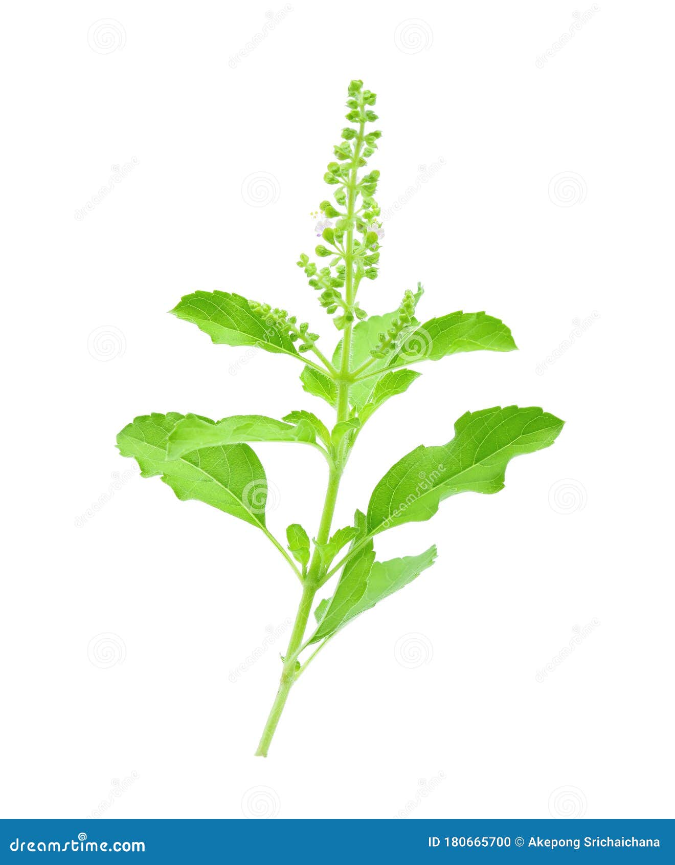 Basil Flower on White Background Stock Photo - Image of background ...