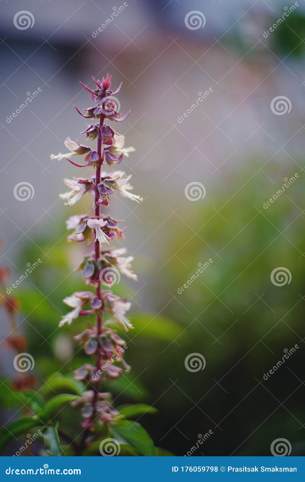 Beautiful basil flowers stock photo. Image of beautiful - 176059798