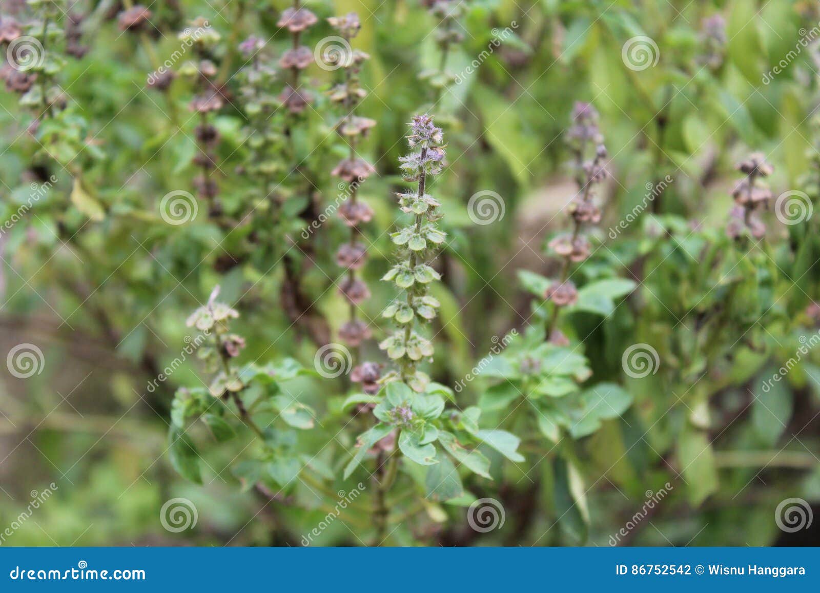 Basil Flowers from Indonesia Stock Photo - Image of heartburn ...