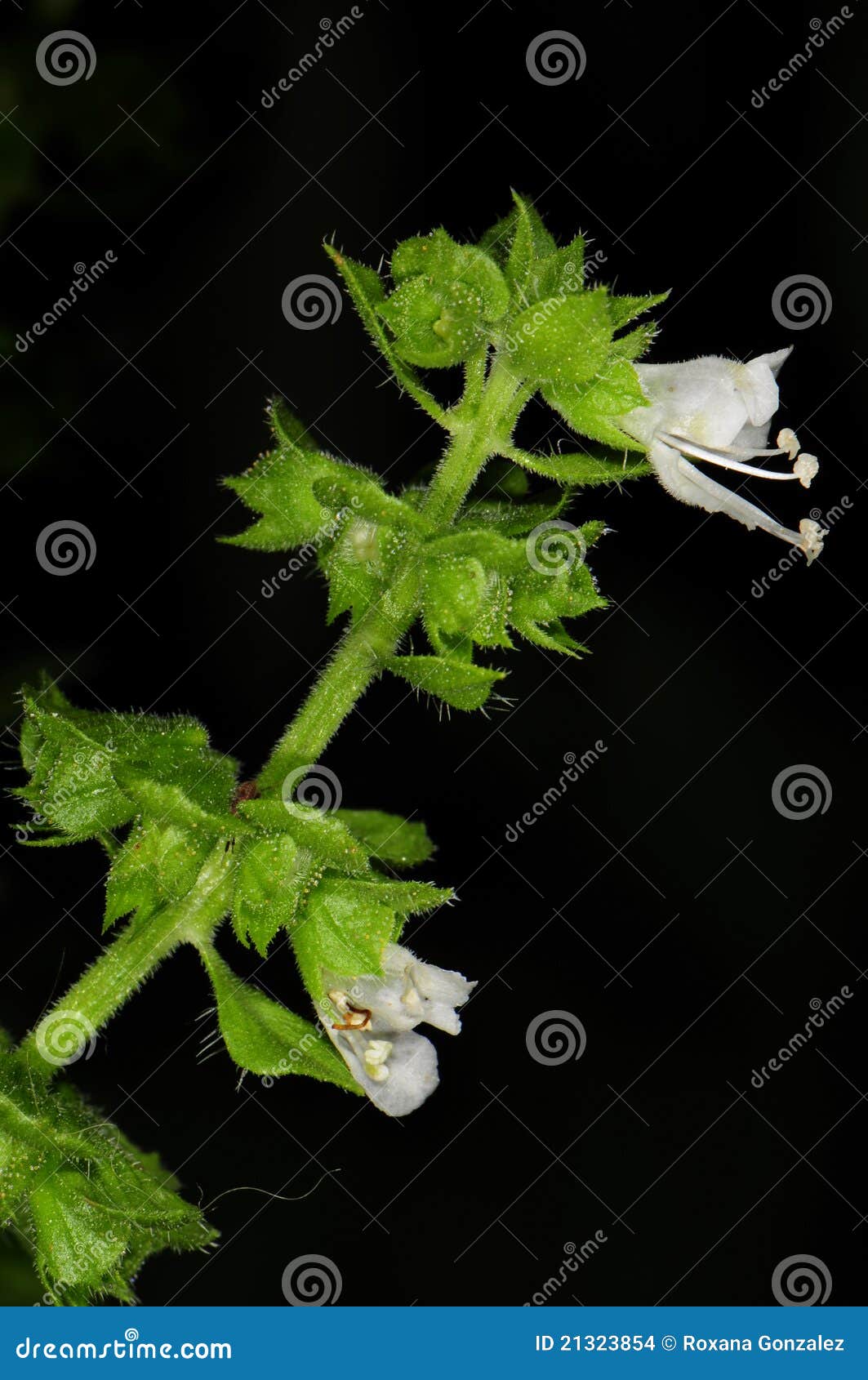 Basil flowers isolated stock photo. Image of background - 21323854
