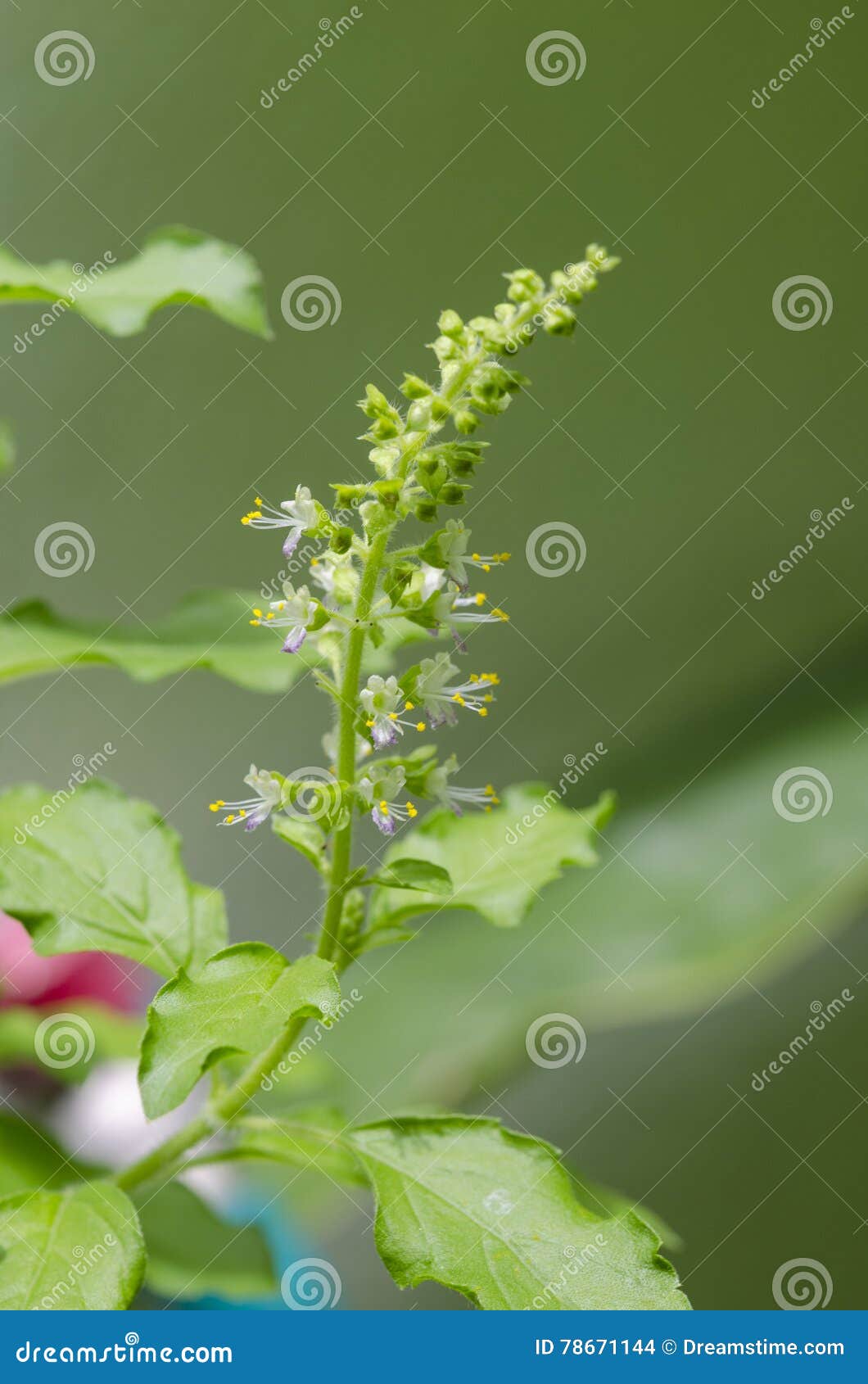 Basil flowers stock photo. Image of cooking, macro, ecology - 78671144