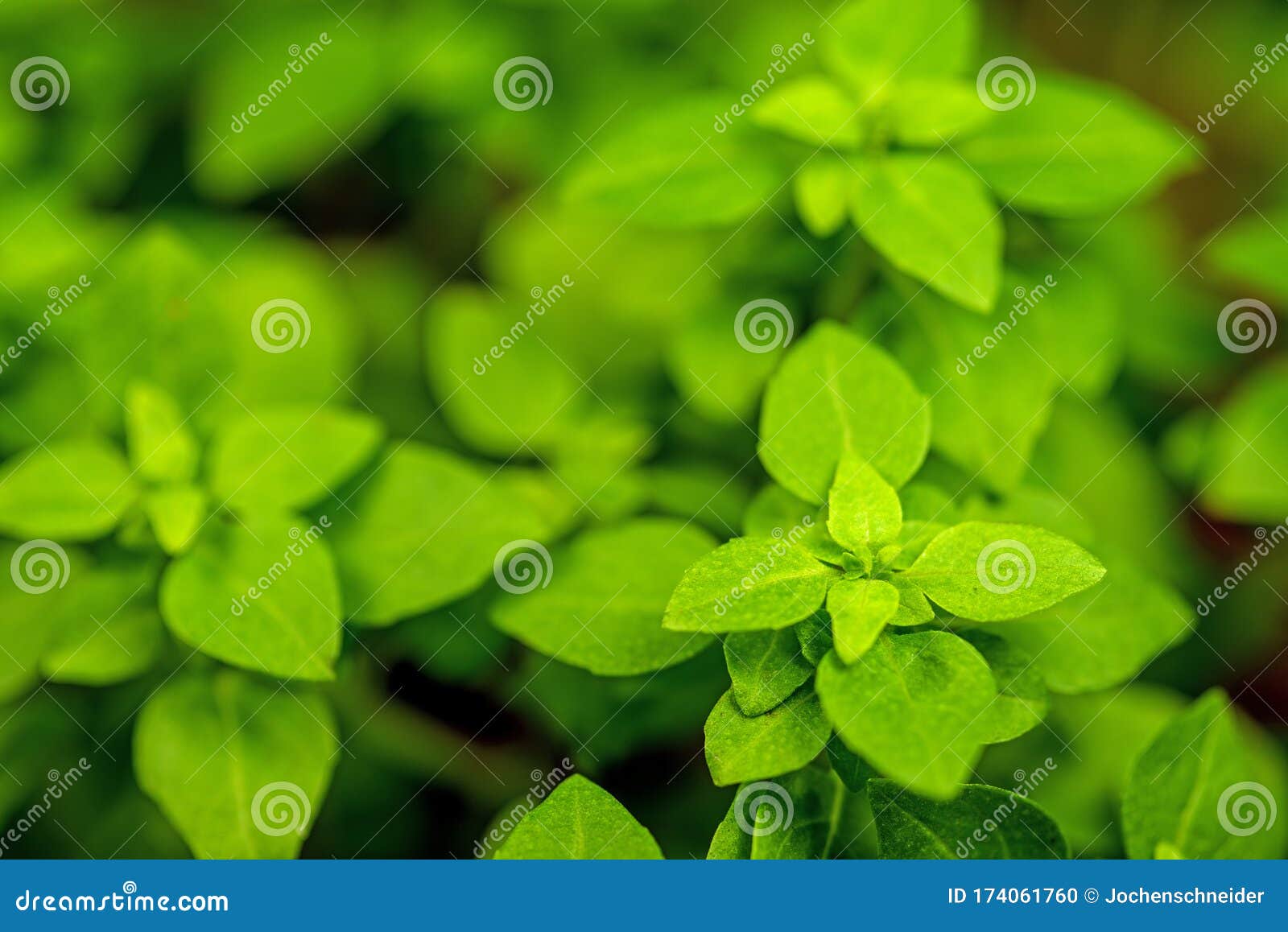 Basil, Fresh Herb in Spring Stock Photo - Image of leaves, food: 174061760