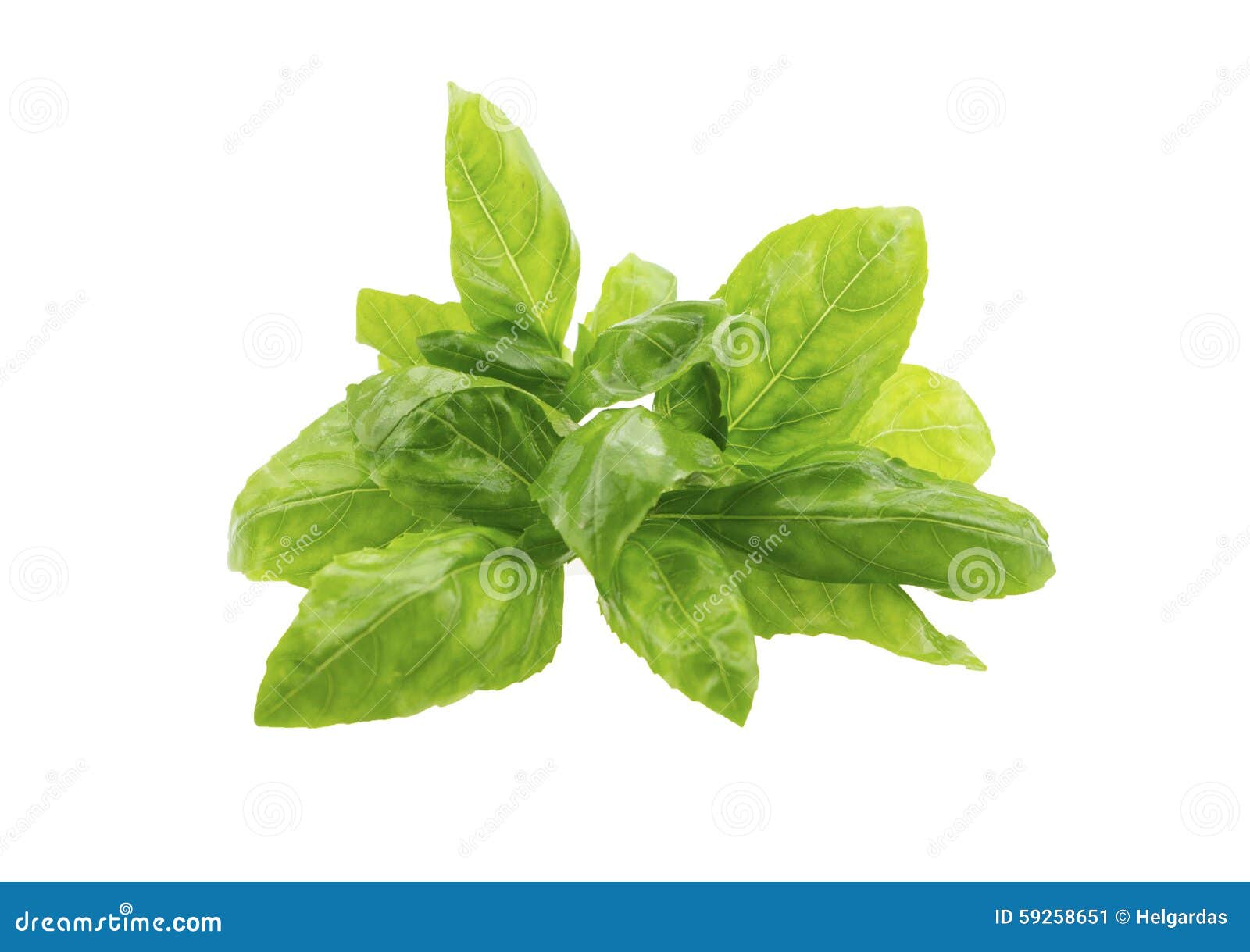 Basil stock image. Image of cuisine, basilikum, healthy - 59258651