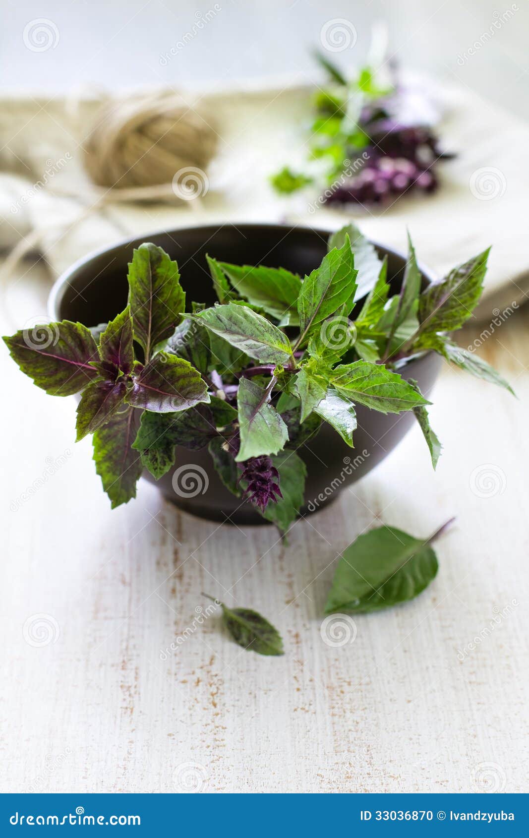 Basil stock photo. Image of ingredient, flavor, kitchen - 33036870