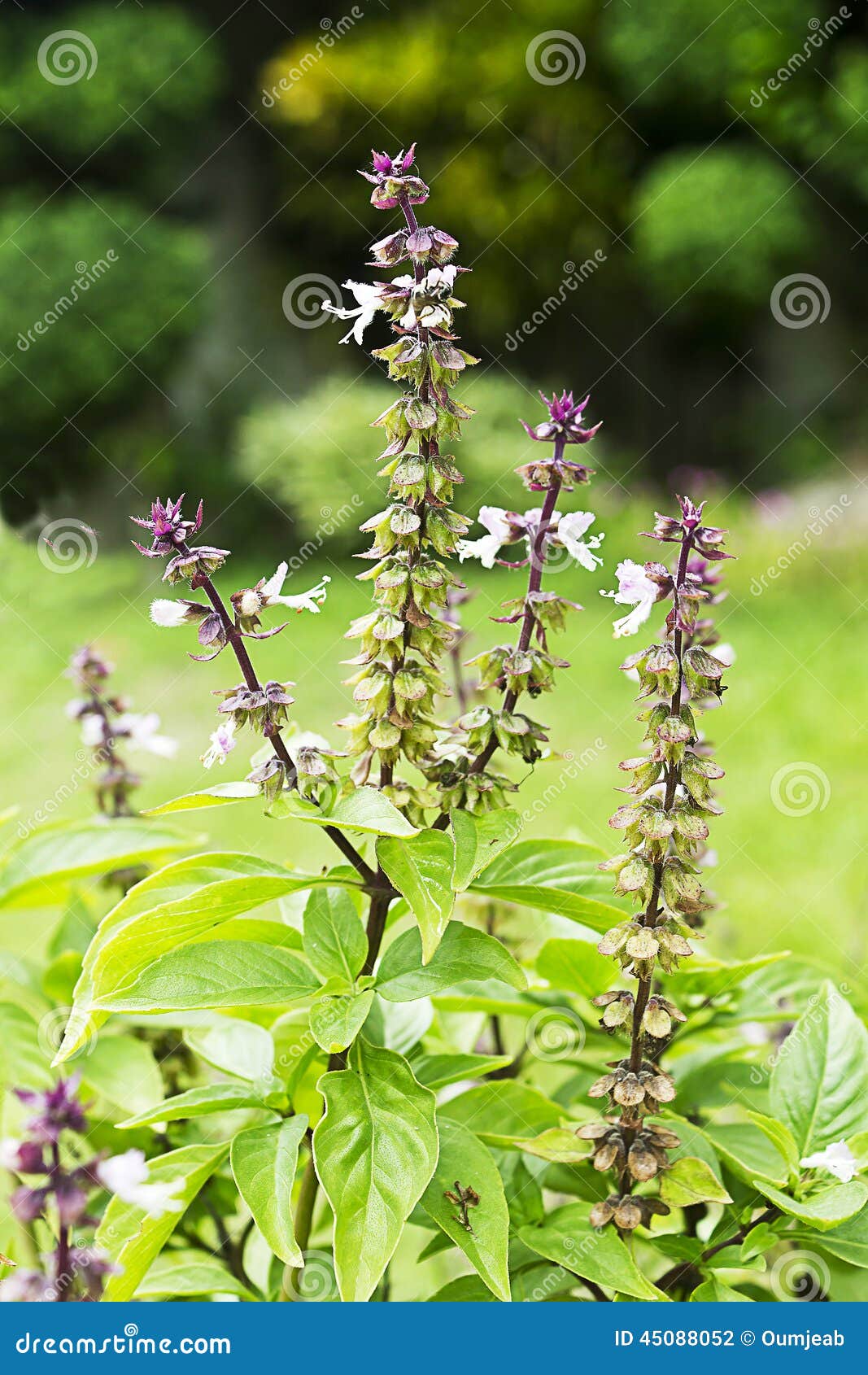 Basil on garden stock photo. Image of seeds, sanctum - 45088052