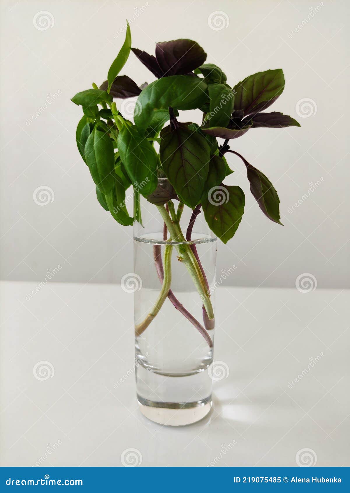 Basil in a glass stock image. Image of glass, basil - 219075485