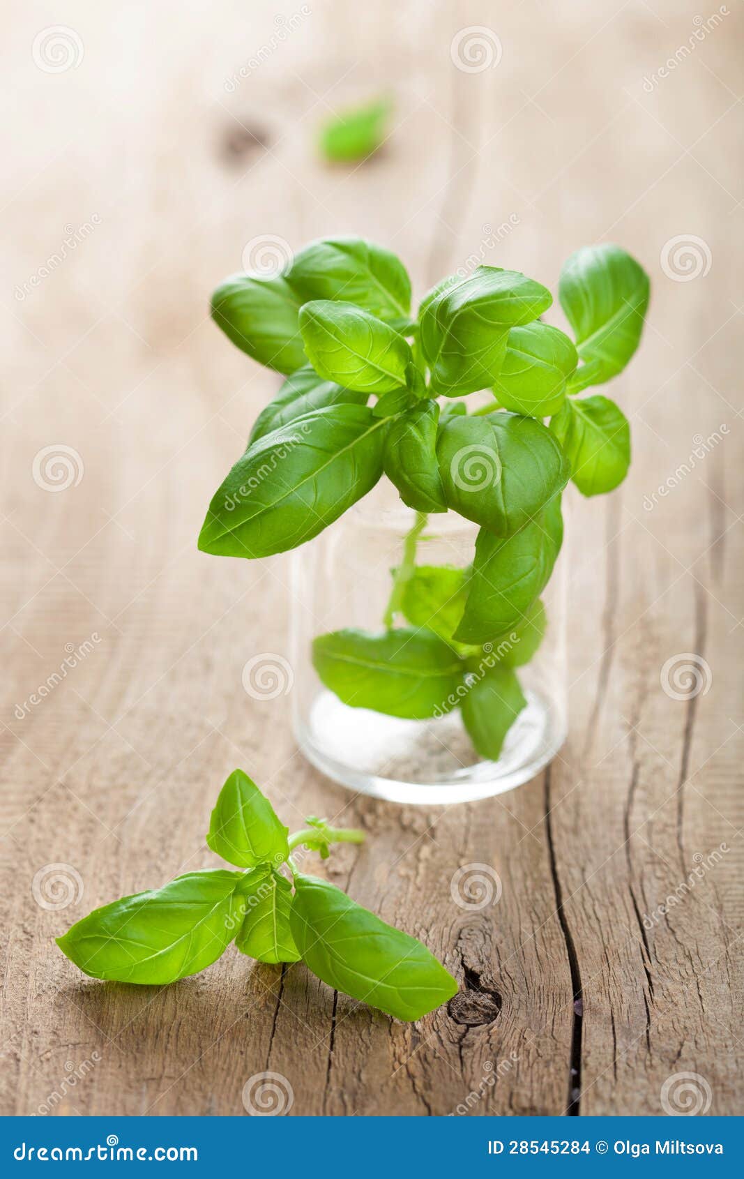 Basil in glass stock photo. Image of basil, alternative - 28545284