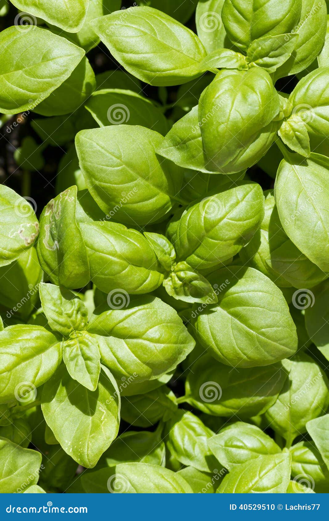 Basil stock photo. Image of fresh, cooking, freshness - 40529510