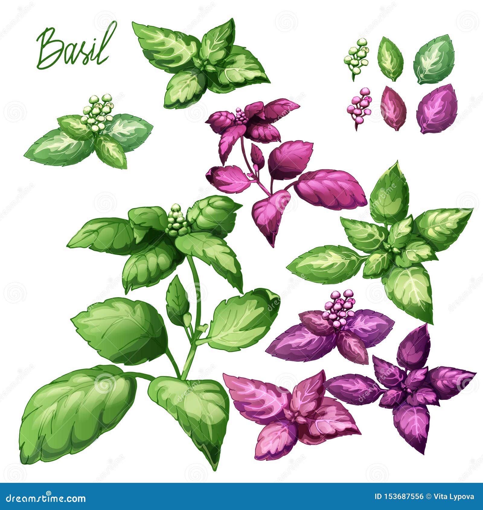 Basil stock vector. Illustration of botanical, green - 153687556