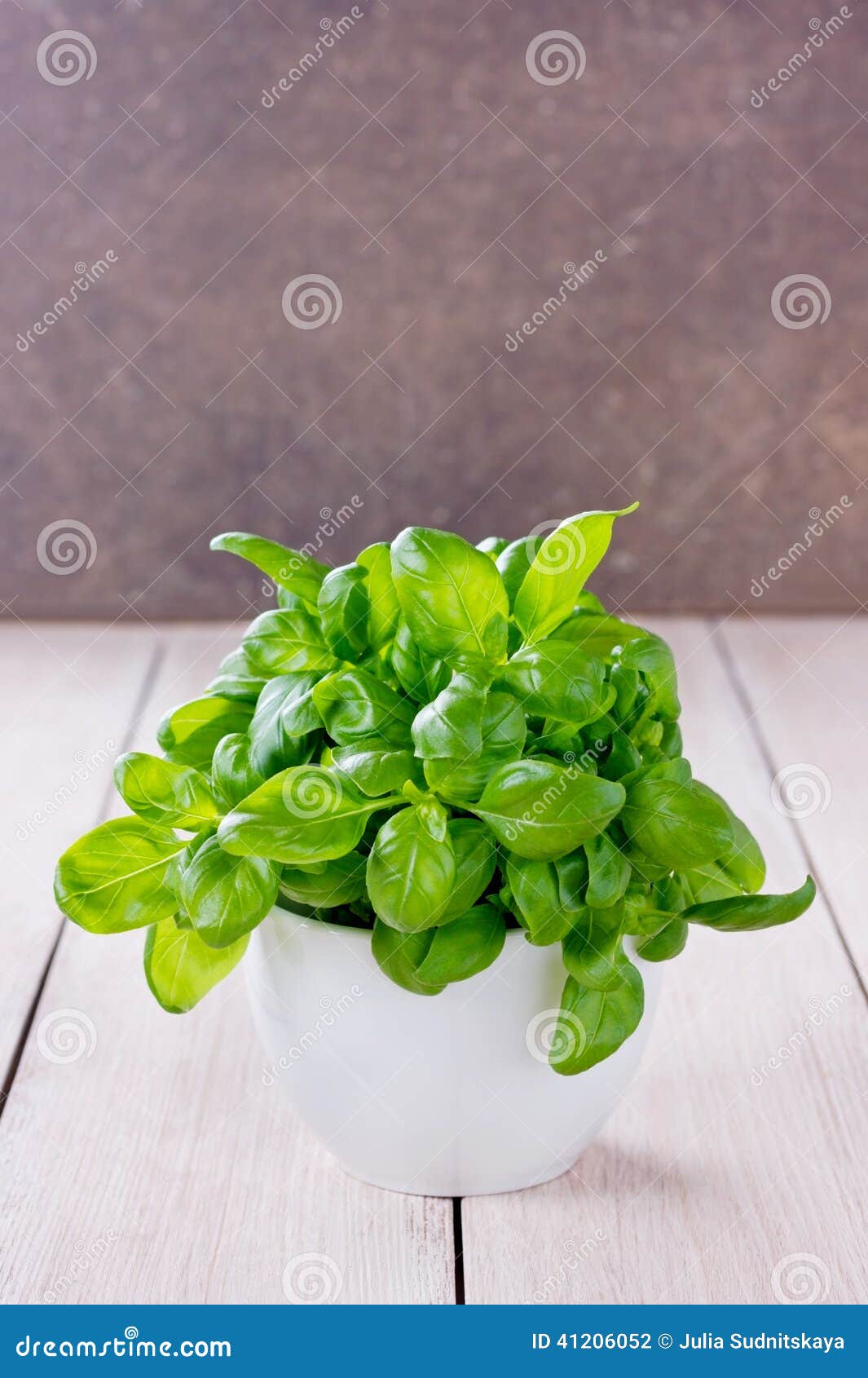 Basil growing in a pot stock photo. Image of ingredient - 41206052