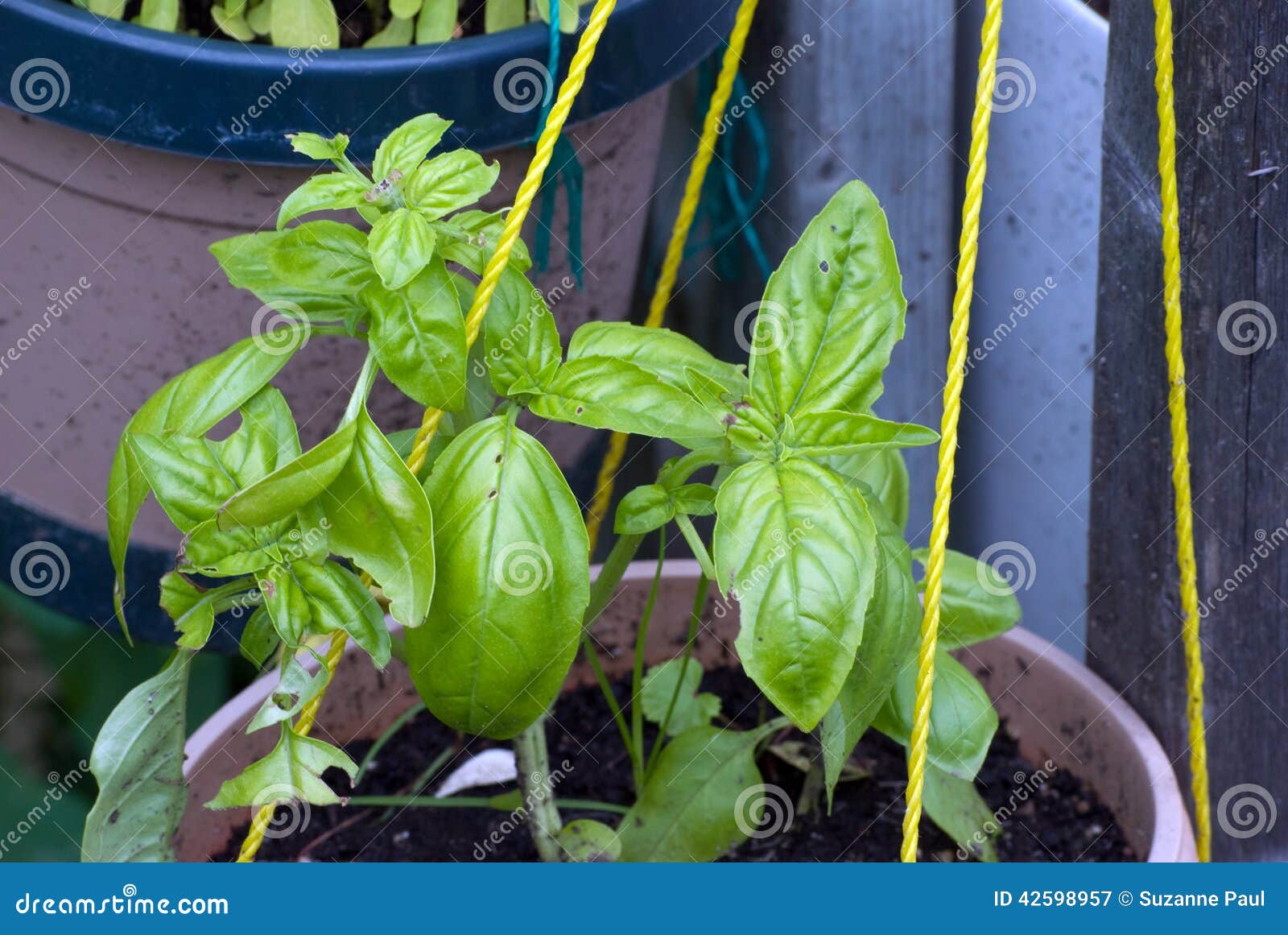 Basil Grown in a pot stock image. Image of indoor, dust - 42598957