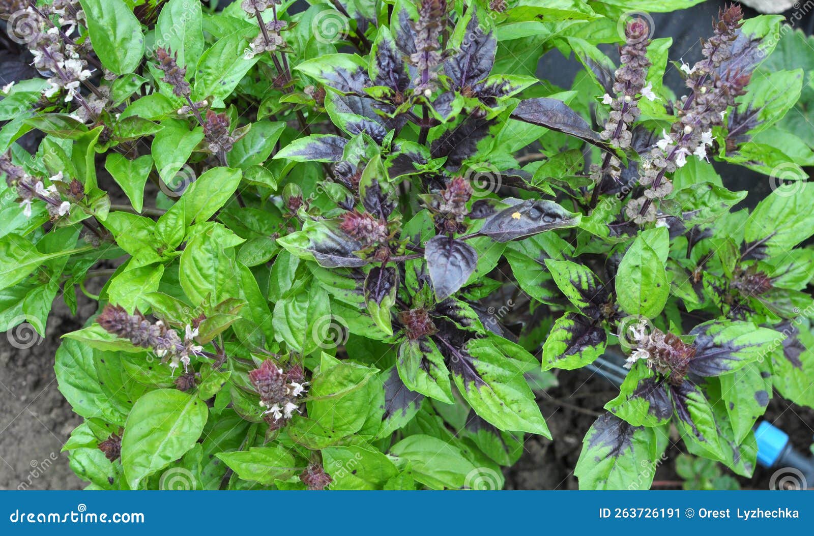 Basil grows in the garden stock image. Image of flavor - 263726191
