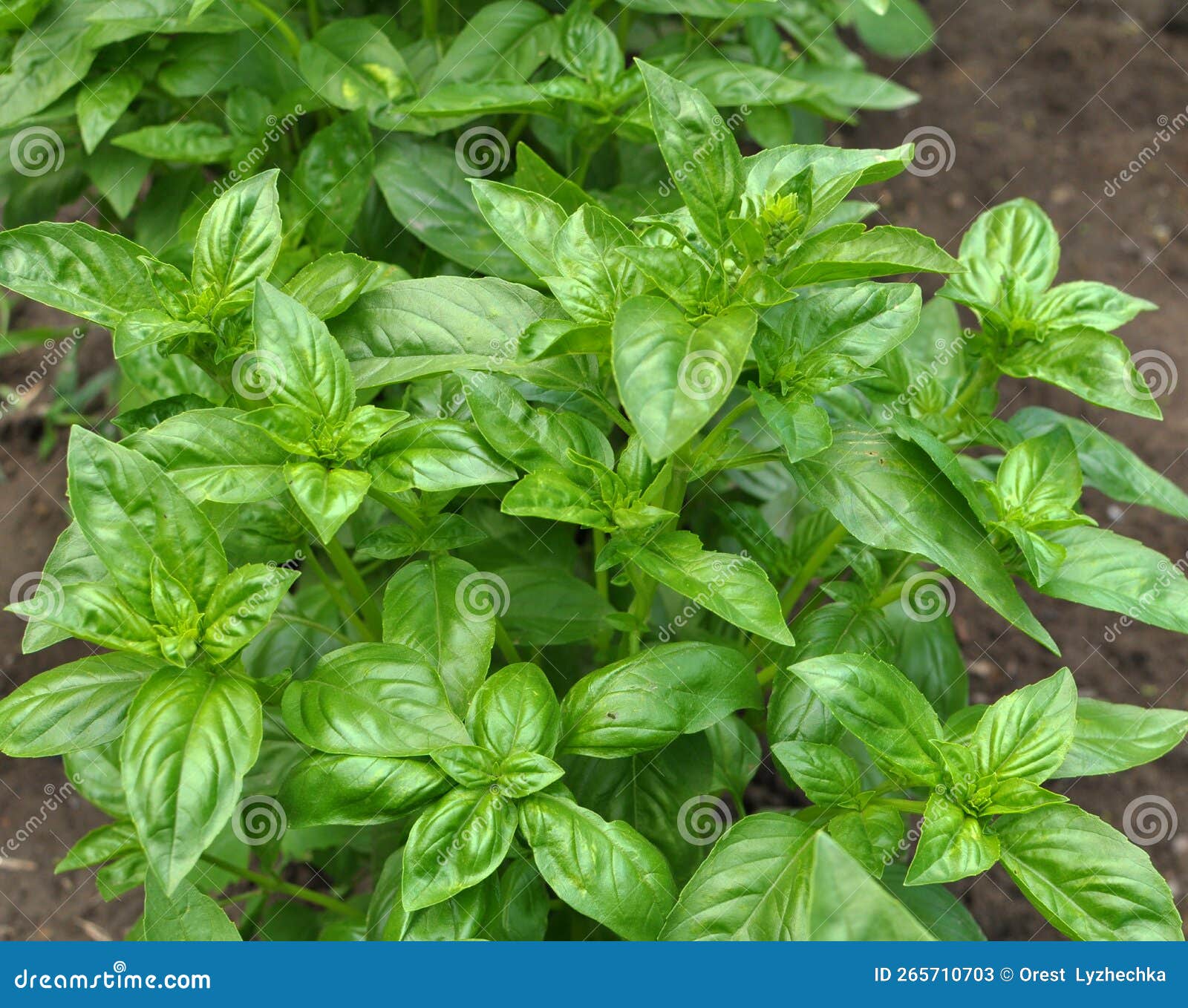 Basil grows in the garden stock image. Image of agriculture - 265710703