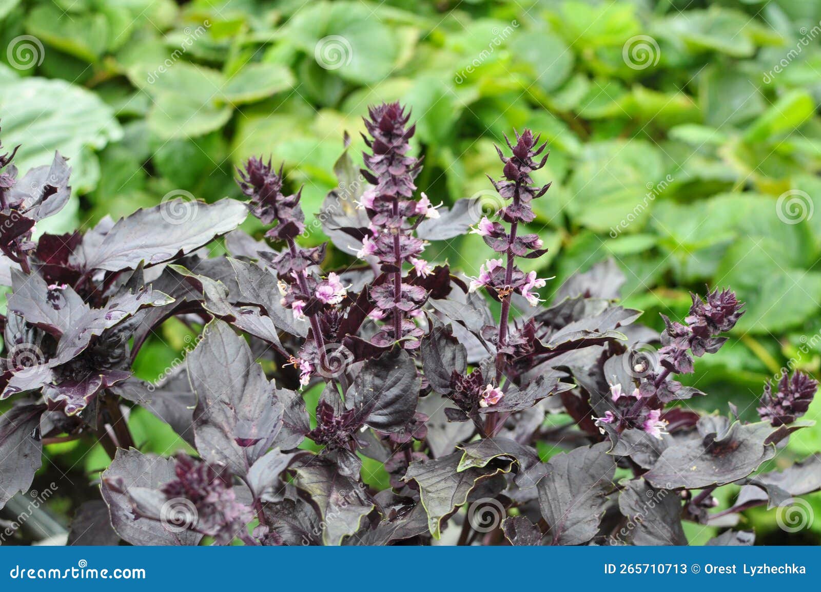 Basil grows in the garden stock image. Image of basilic - 265710713