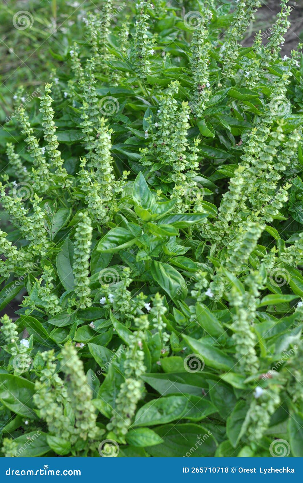 Basil grows in the garden stock photo. Image of kitchen - 265710718