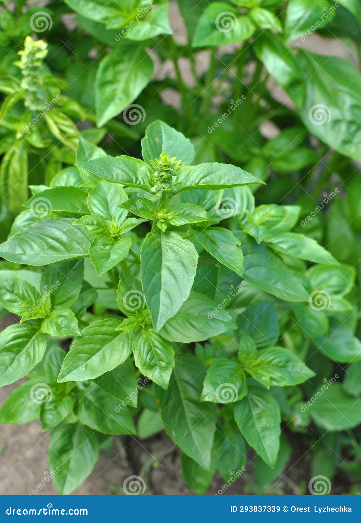 Basil grows in the garden stock image. Image of herb - 293837339