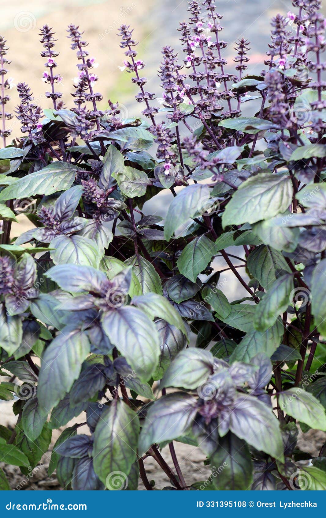 Basil grows in the garden stock photo. Image of water - 331395108