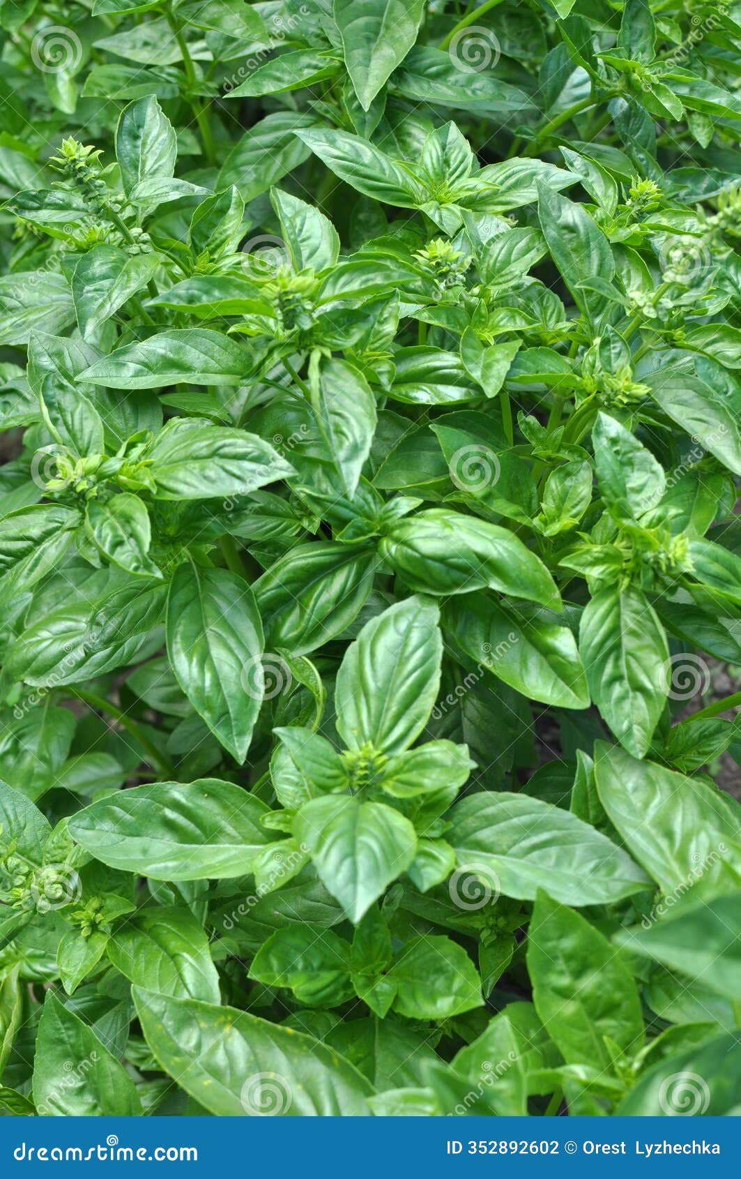 Basil grows in the garden stock photo. Image of aromatic - 352892602