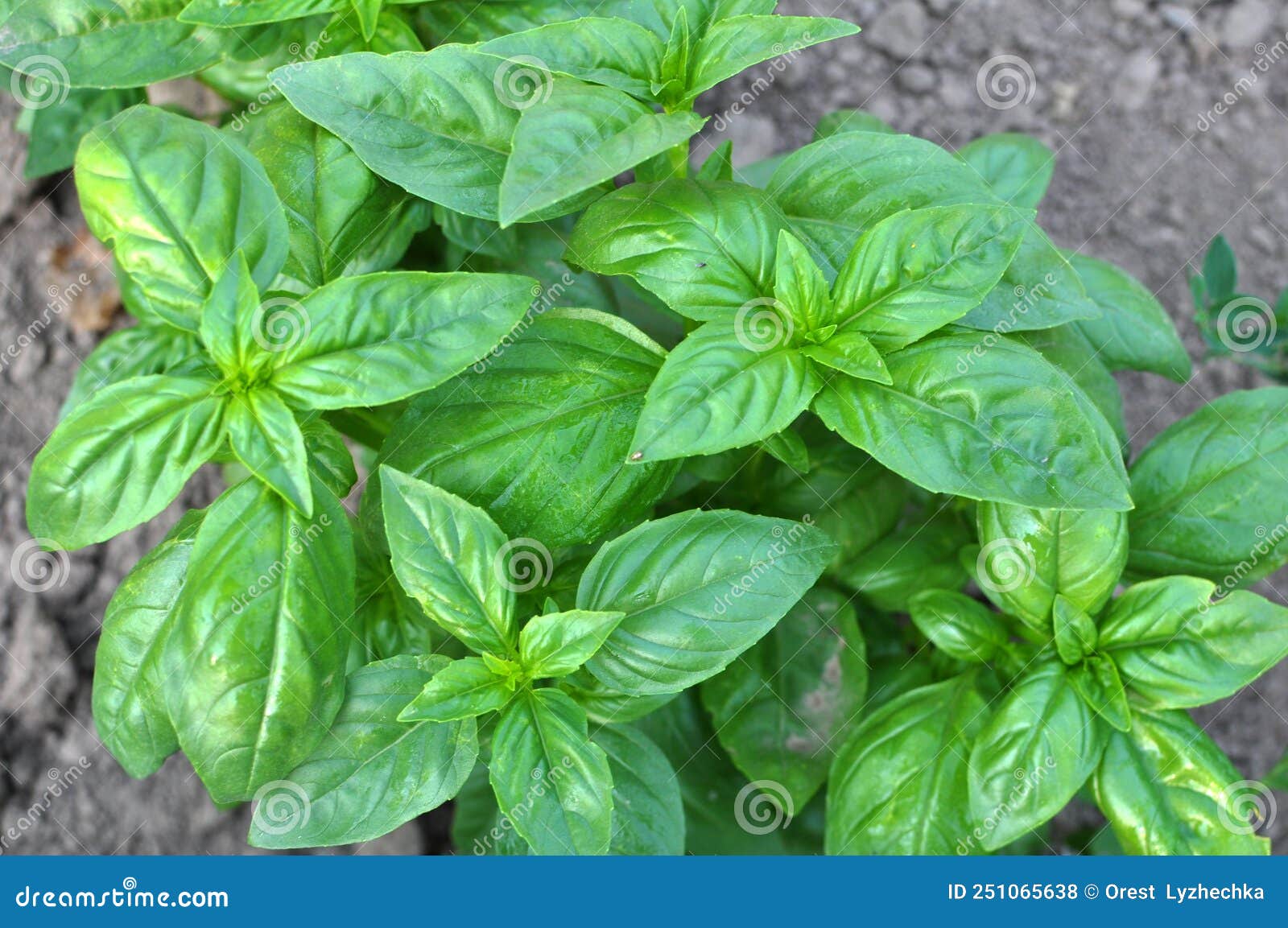 Basil grows in the garden stock photo. Image of kitchen - 251065638