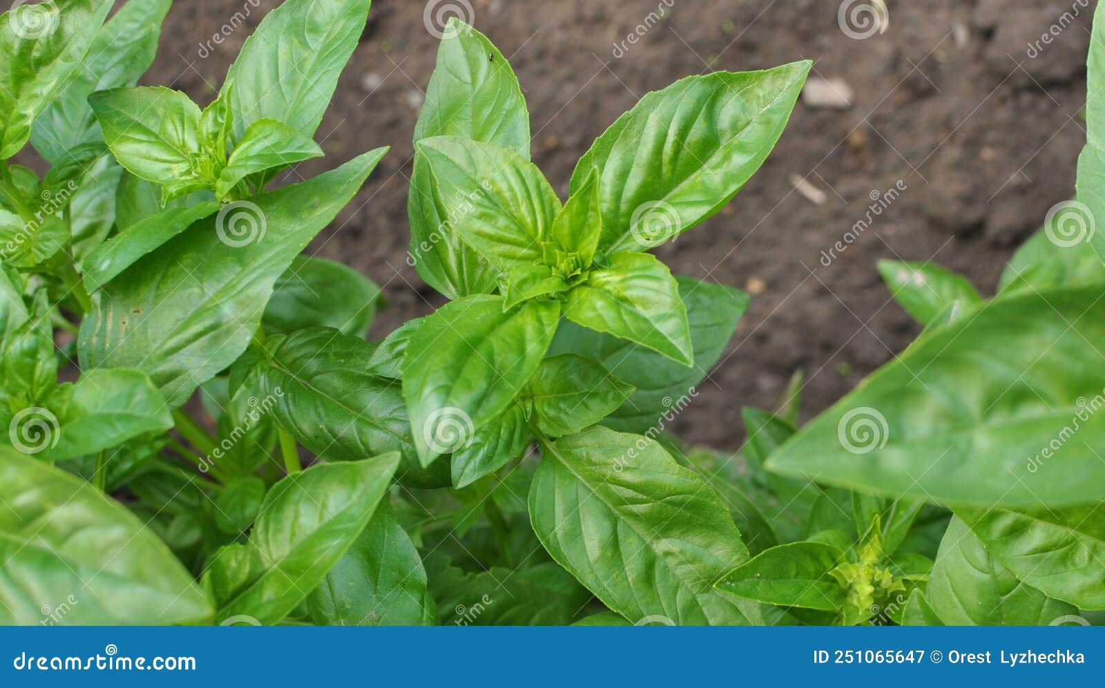 Basil grows in the garden stock image. Image of food - 251065647