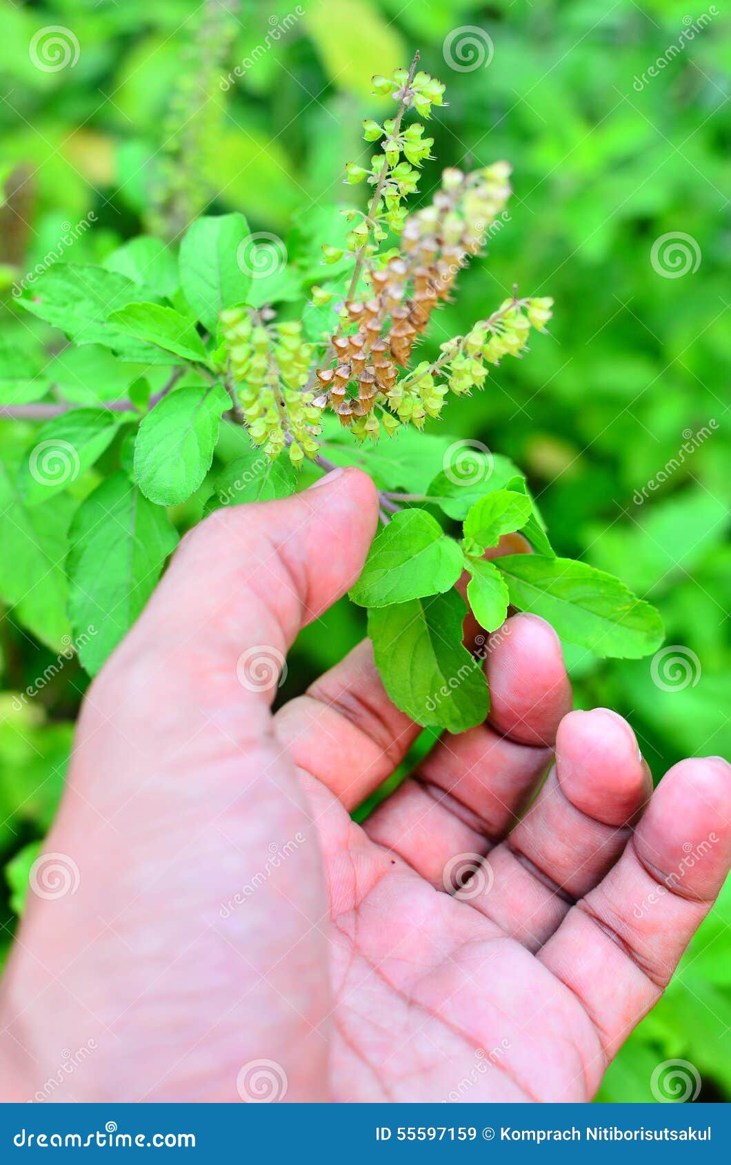 Basil stock image. Image of tied, branch, string, basil - 55597159