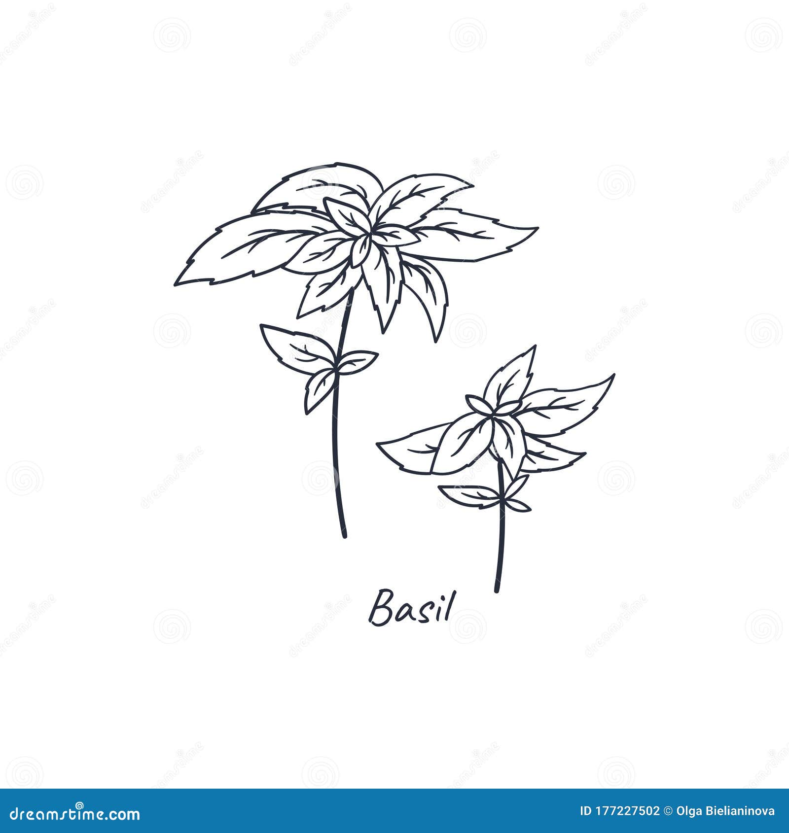 Basil Hand Drawn Doodle. Culinary Herbs Logo Cartoon Flat Style Concept ...