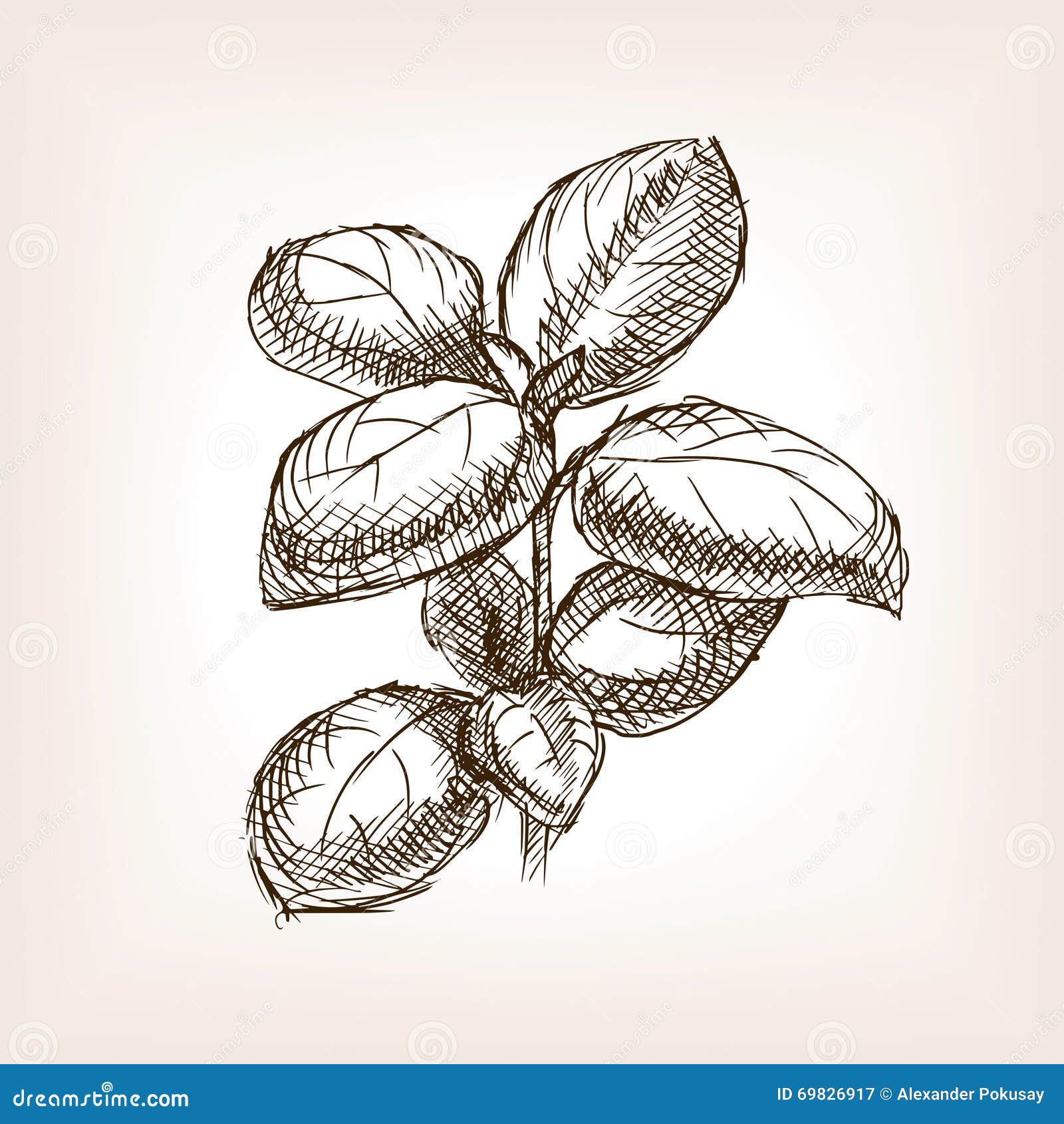 Basil Hand Drawn Sketch Style Vector Stock Vector - Illustration of ...