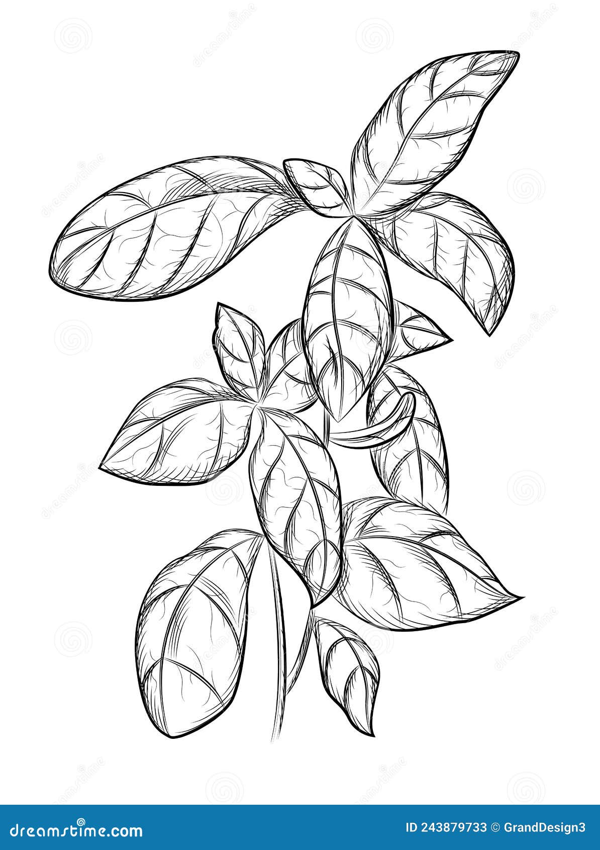 Basil. Hand Drawn Vector Illustration. Stock Vector - Illustration of ...