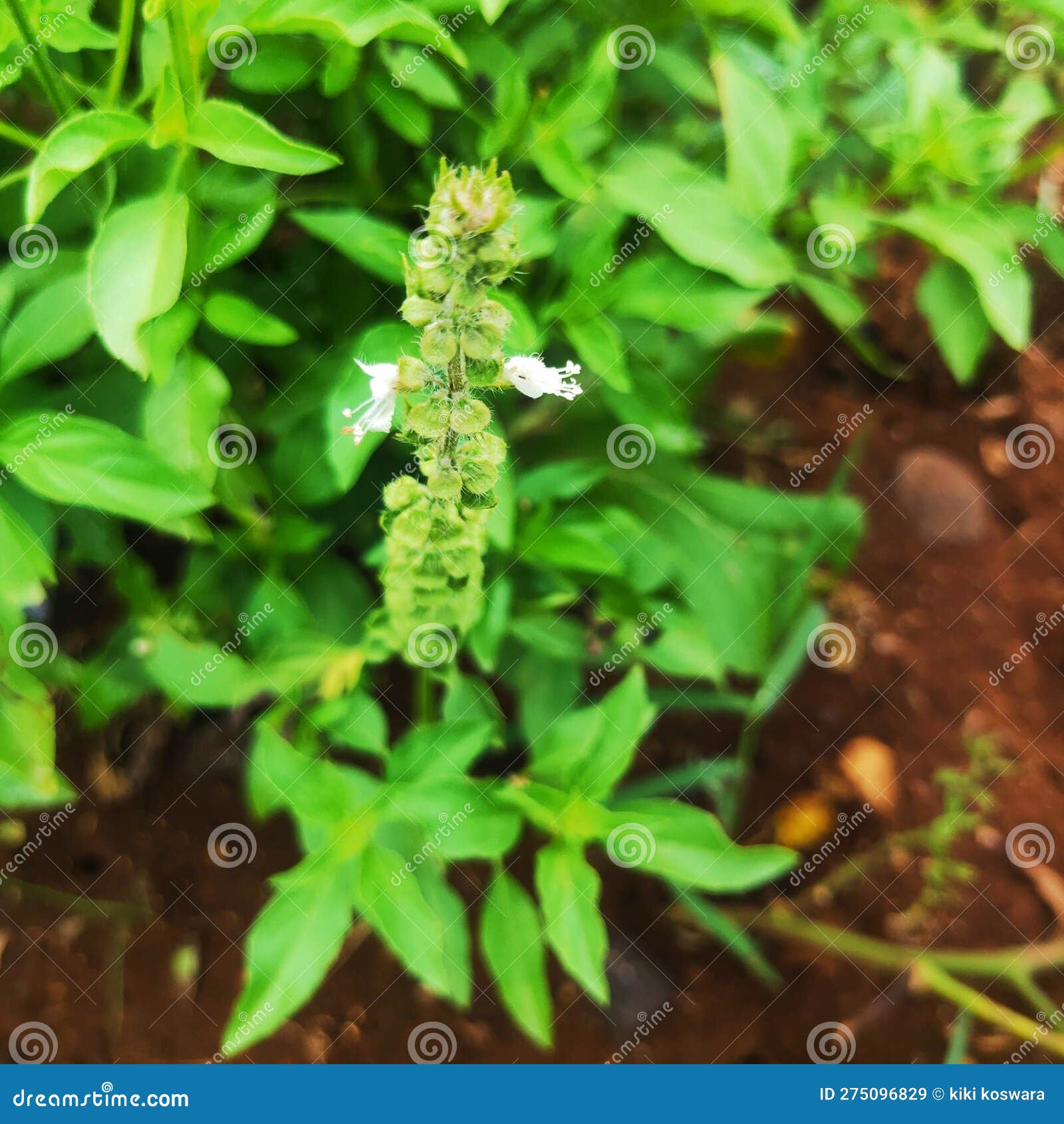 Basil Herb Flower that Grows Wild in a Garden Stock Image - Image of ...