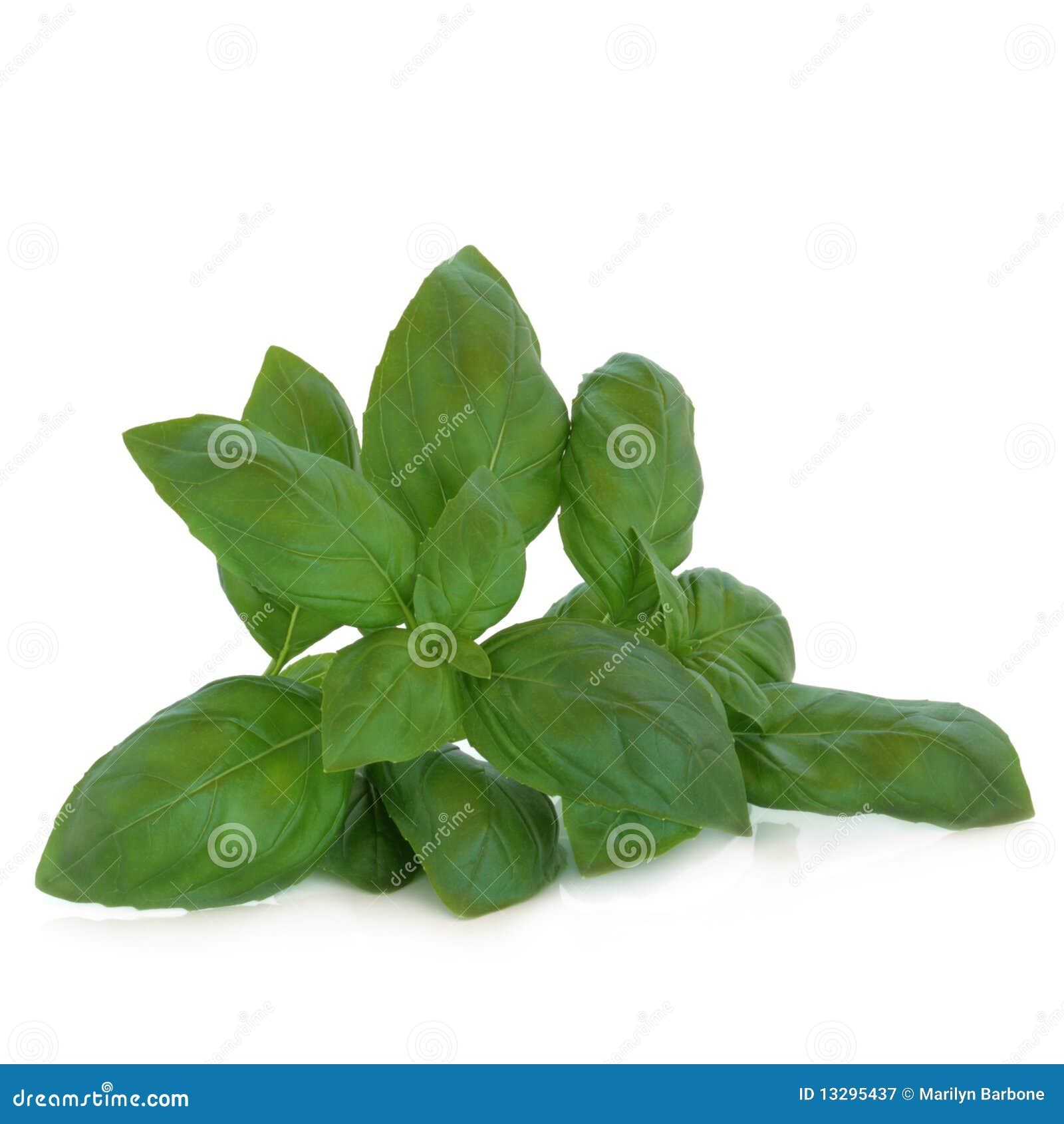 Basil Herb Leaf Sprig stock image. Image of medicinal - 13295437