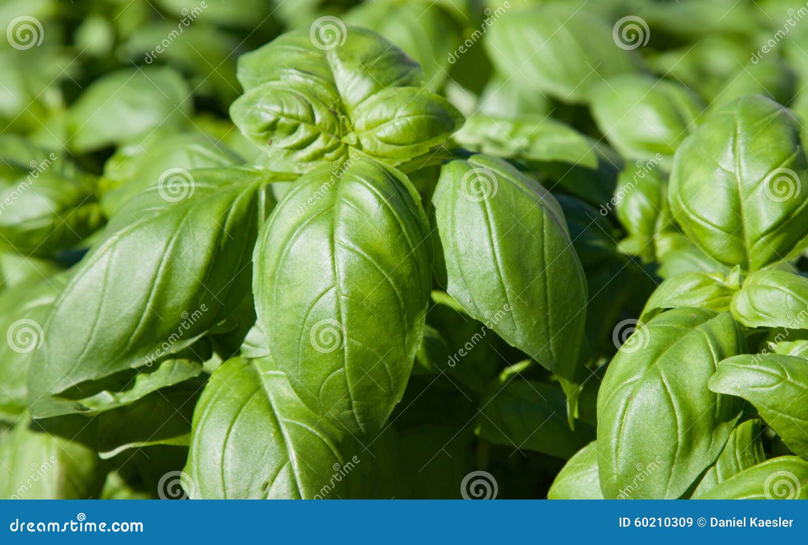 Basil herb plants stock image. Image of herbs, green - 60210309