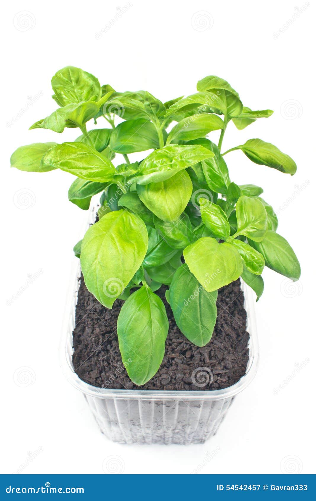 Basil herb in plastic pot stock image. Image of closeup - 54542457