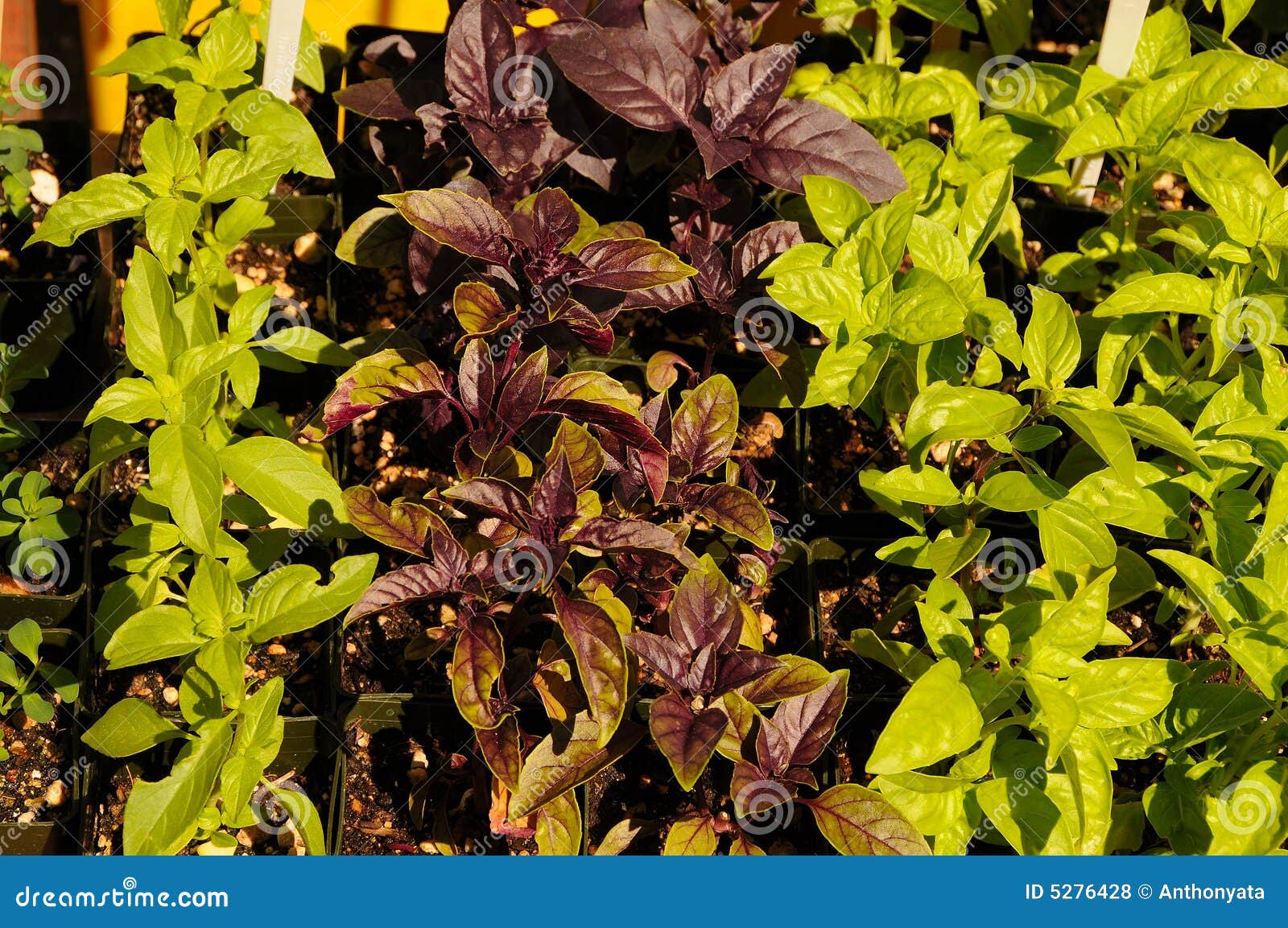 Basil Herb Variety stock photo. Image of plant, market - 5276428