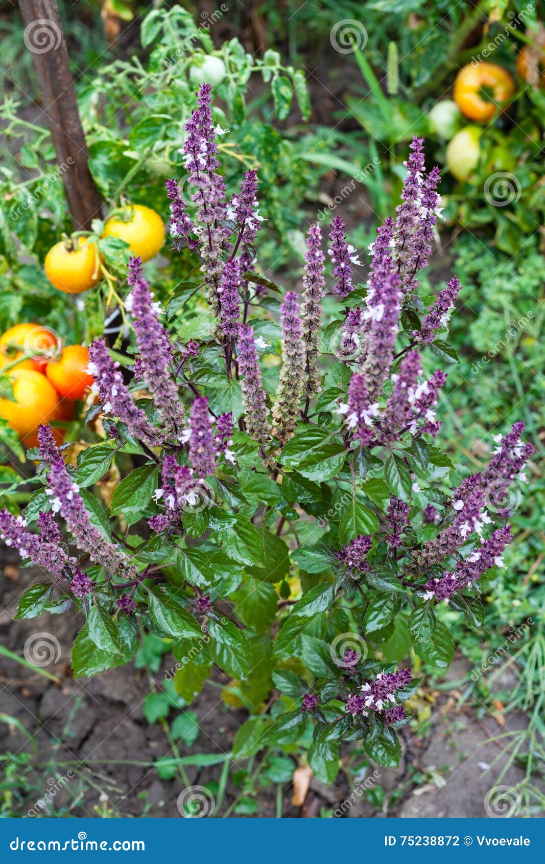4,887 Yellow Basil Plant Stock Photos - Free & Royalty-Free Stock ...