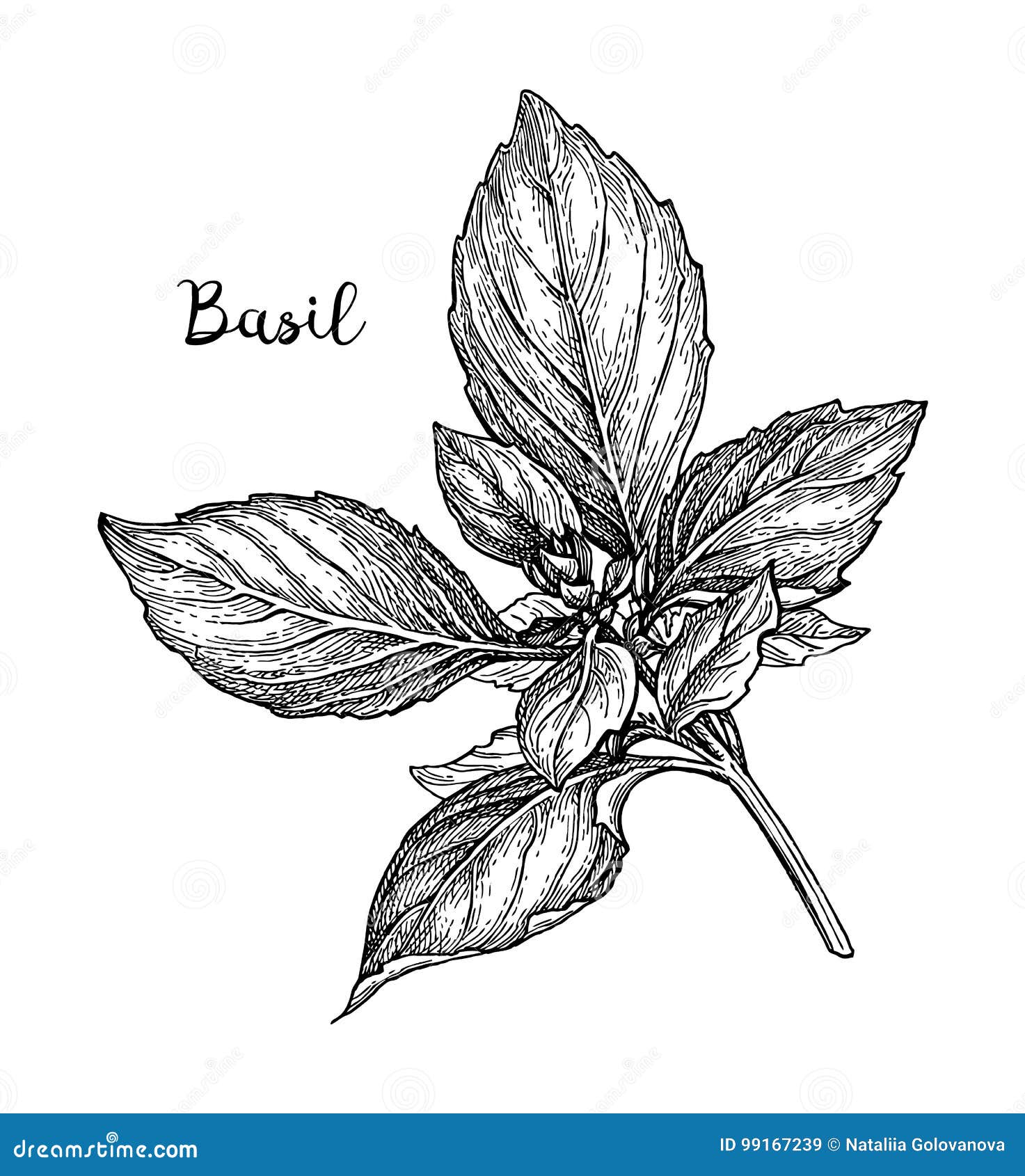Basil Ink Sketch Cartoon Vector | CartoonDealer.com #99167239