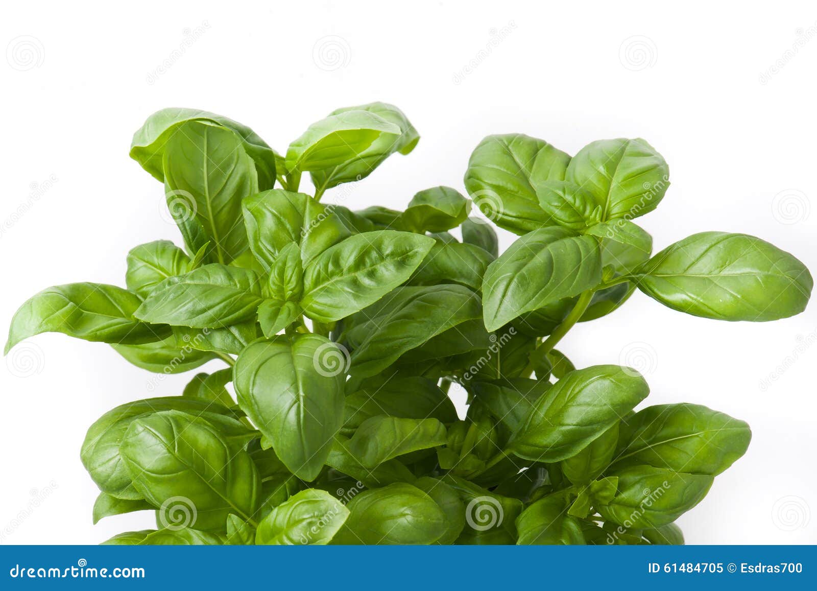 Basil isolated stock image. Image of basil, growth, background - 61484705