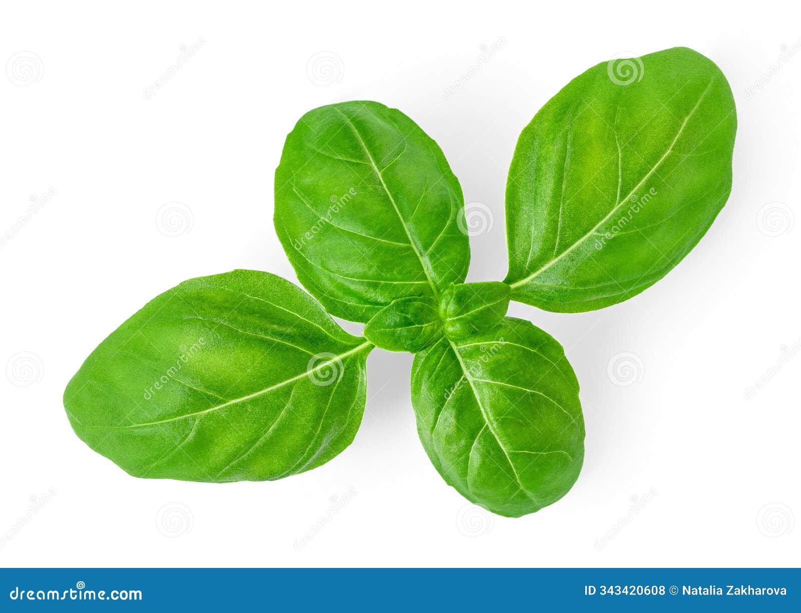 Basil Isolated. Single Organic Basil Leaf Isolated on White Background ...