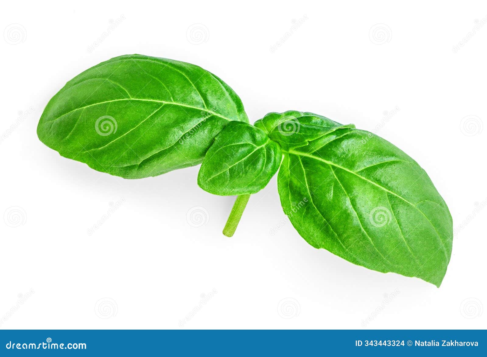 Basil Isolated. Single Organic Basil Leaf Isolated on White Background ...