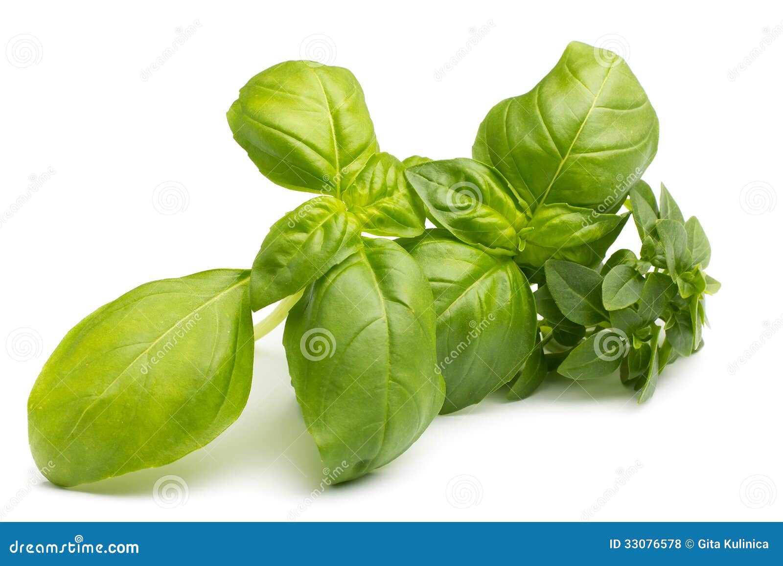 Basil. stock photo. Image of spice, vegetarian, healthy - 33076578