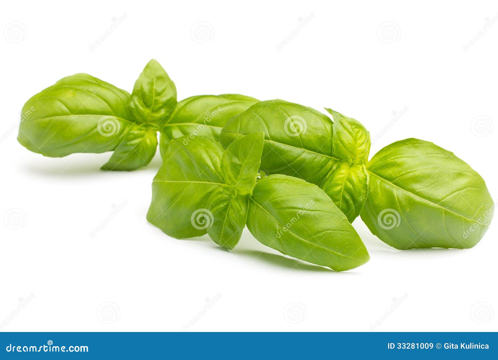 Basil. stock image. Image of ripe, backgrounds, vegetables - 33281009