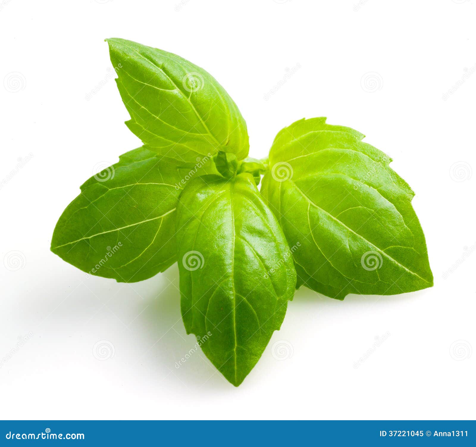 Basil isolated stock image. Image of herb, background - 37221045