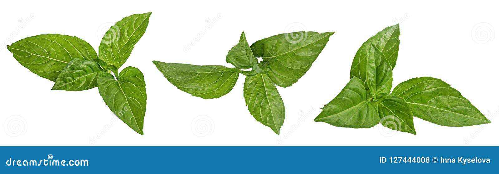 Basil isolated on white stock photo. Image of food, freshness - 127444008