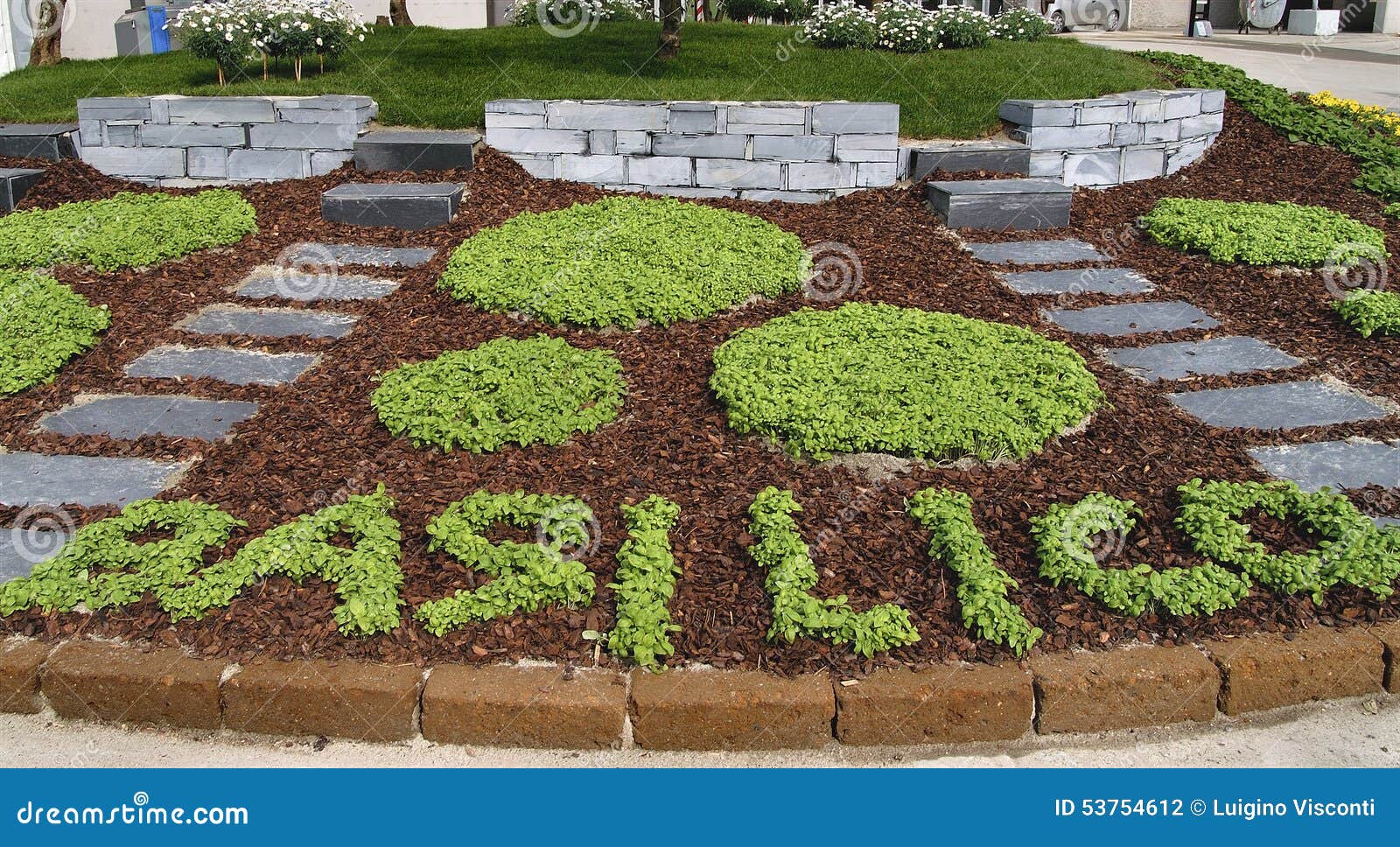 Basil in italian stock photo. Image of vegetal, liguria - 53754612