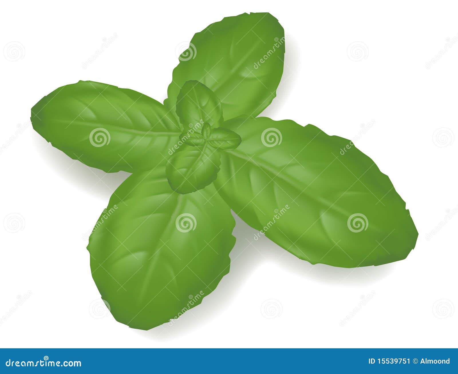 Basil Leaf. Cartoon Vector | CartoonDealer.com #15539751