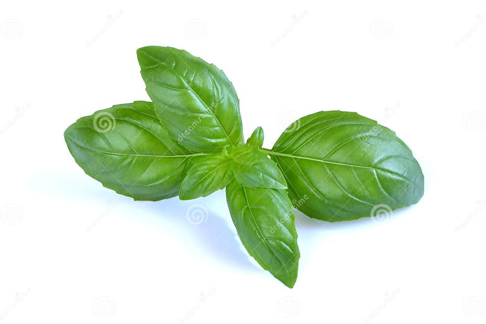 Basil leaf stock photo. Image of leaf, background, neutral - 304214716
