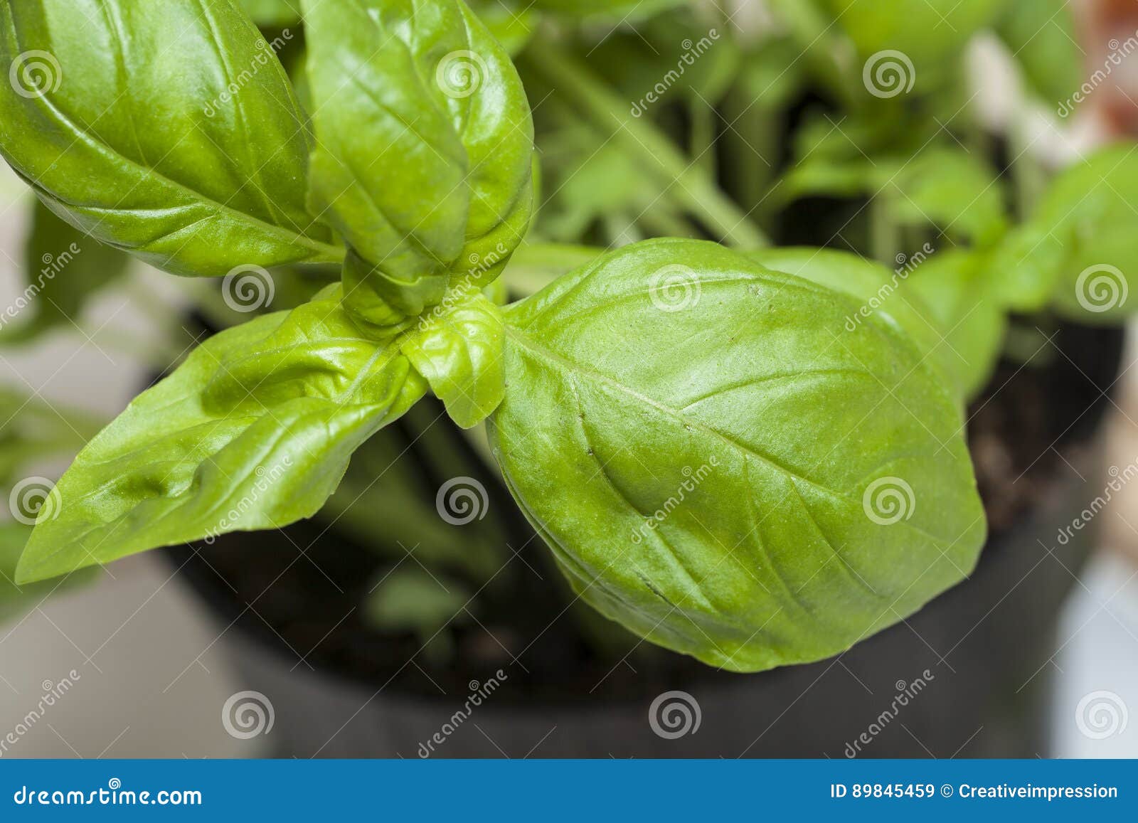 Basil leaf stock image. Image of leaves, fresh, cooking - 89845459