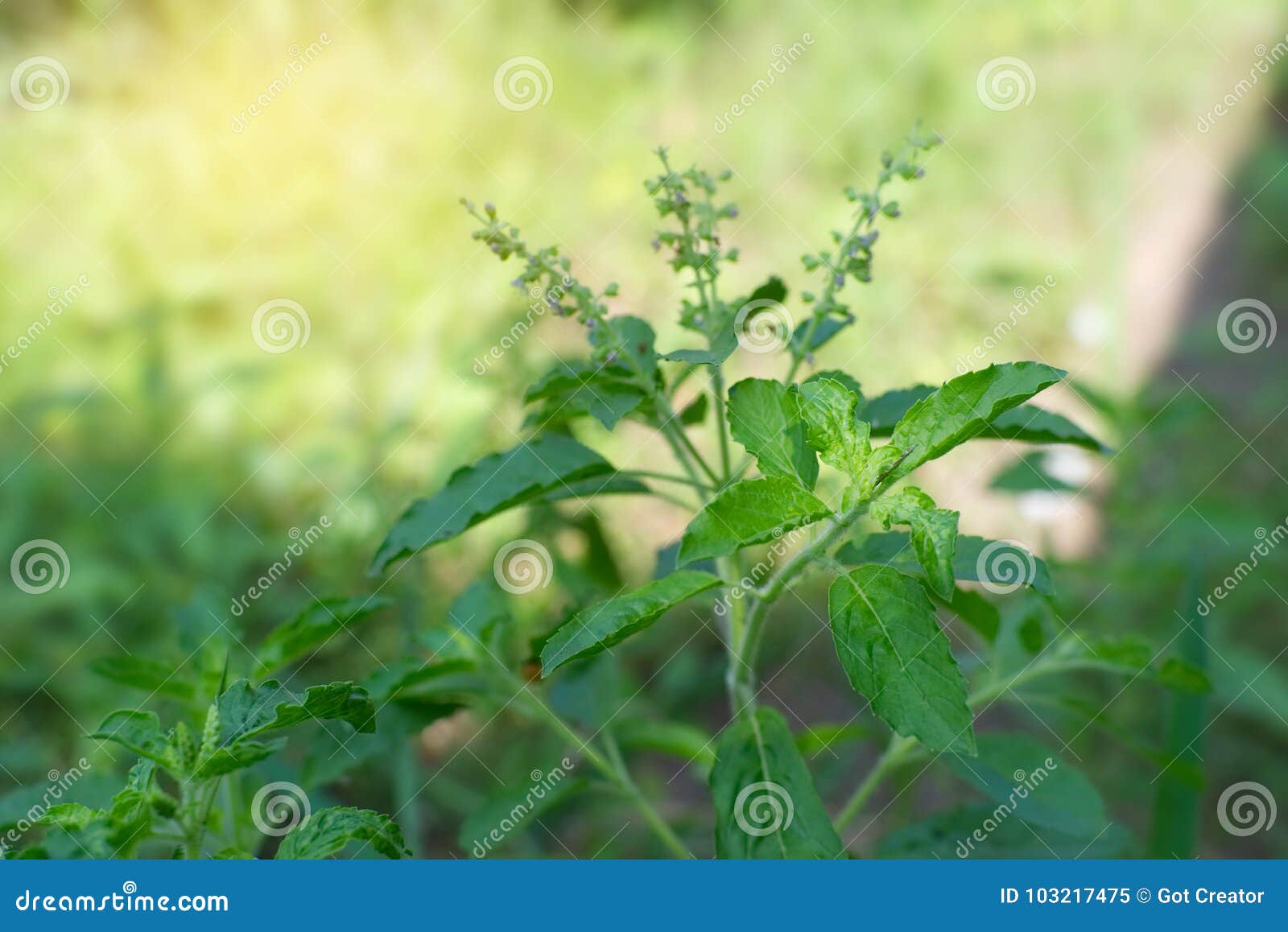 Basil Leaf Close Up with Soft Light. Stock Image - Image of basil ...