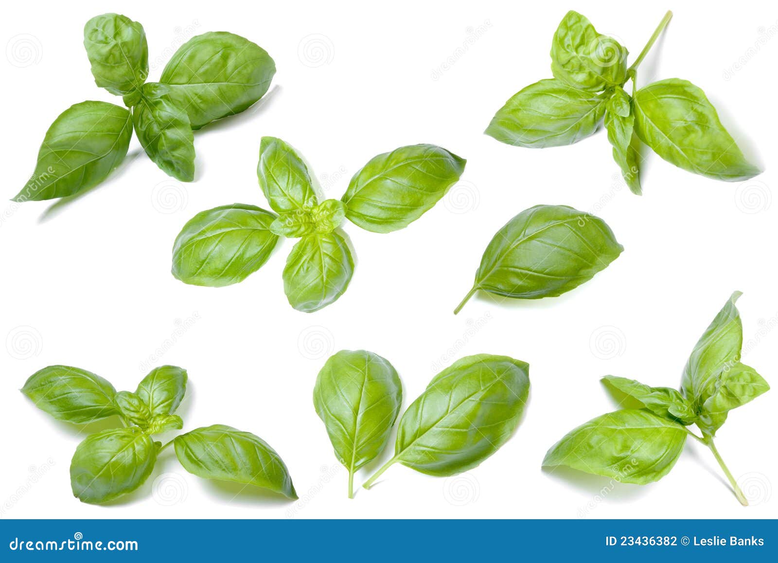 Basil leaf collection stock photo. Image of sprig, plant - 23436382